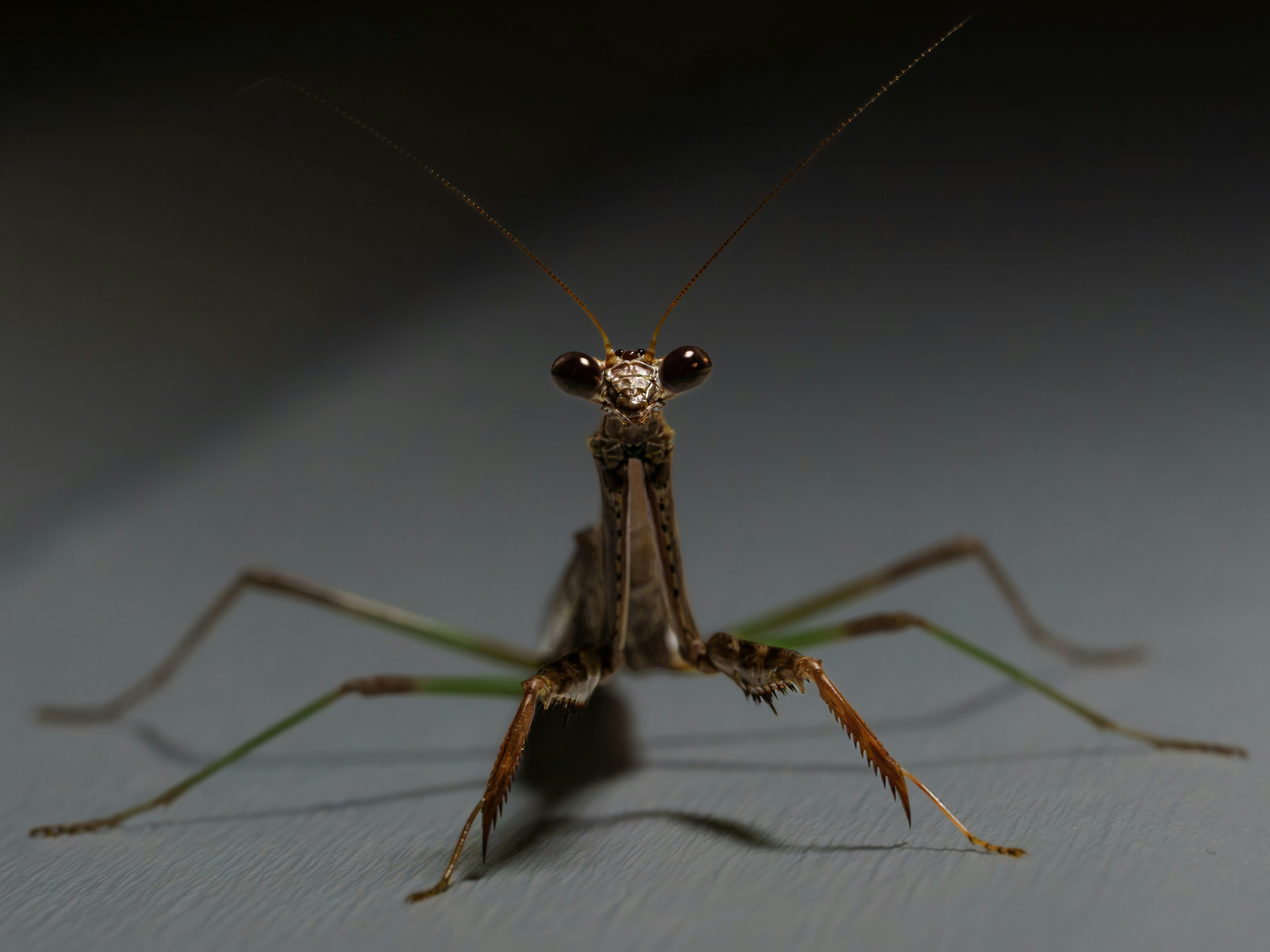 Front-View Encounter: a Mantis Patrolling a Quiet Surface