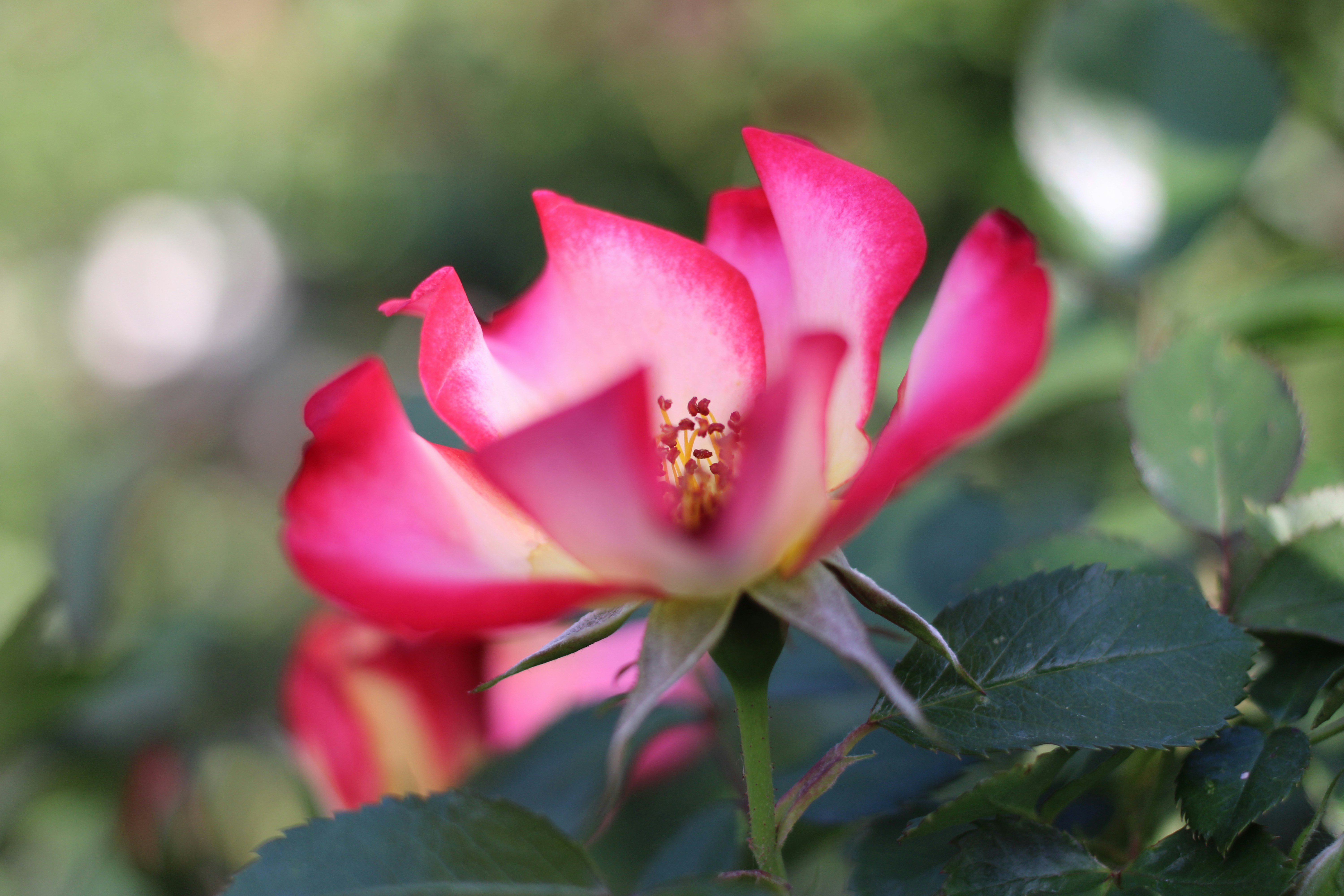 Close-up of a pink-to-white rose in sharp foreground with softly blurred foliage in the background. The image emphasizes petal texture and natural color without additional context.