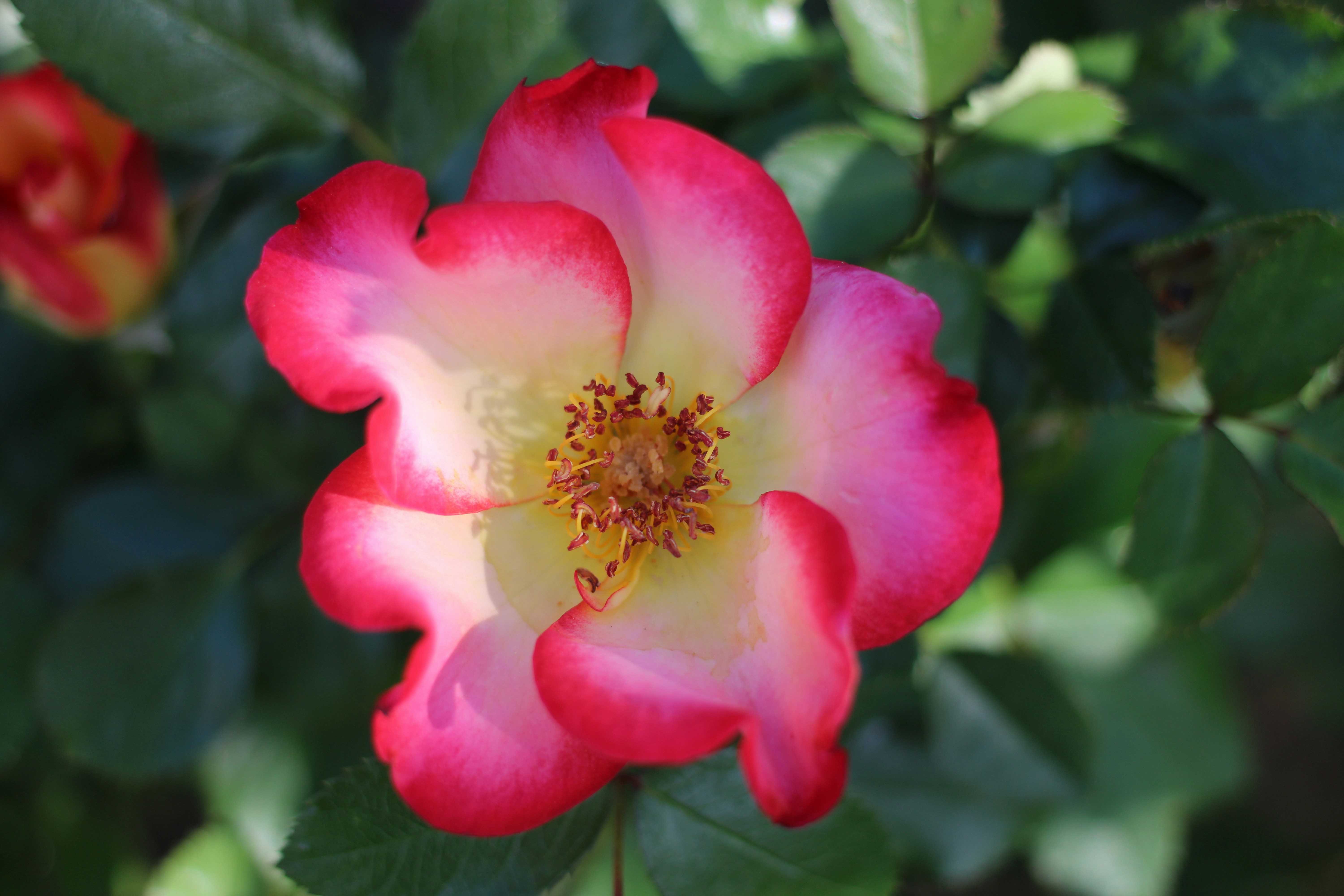 Crimson-edged Bloom: A Close-Up of a Two-Toned Rose Face