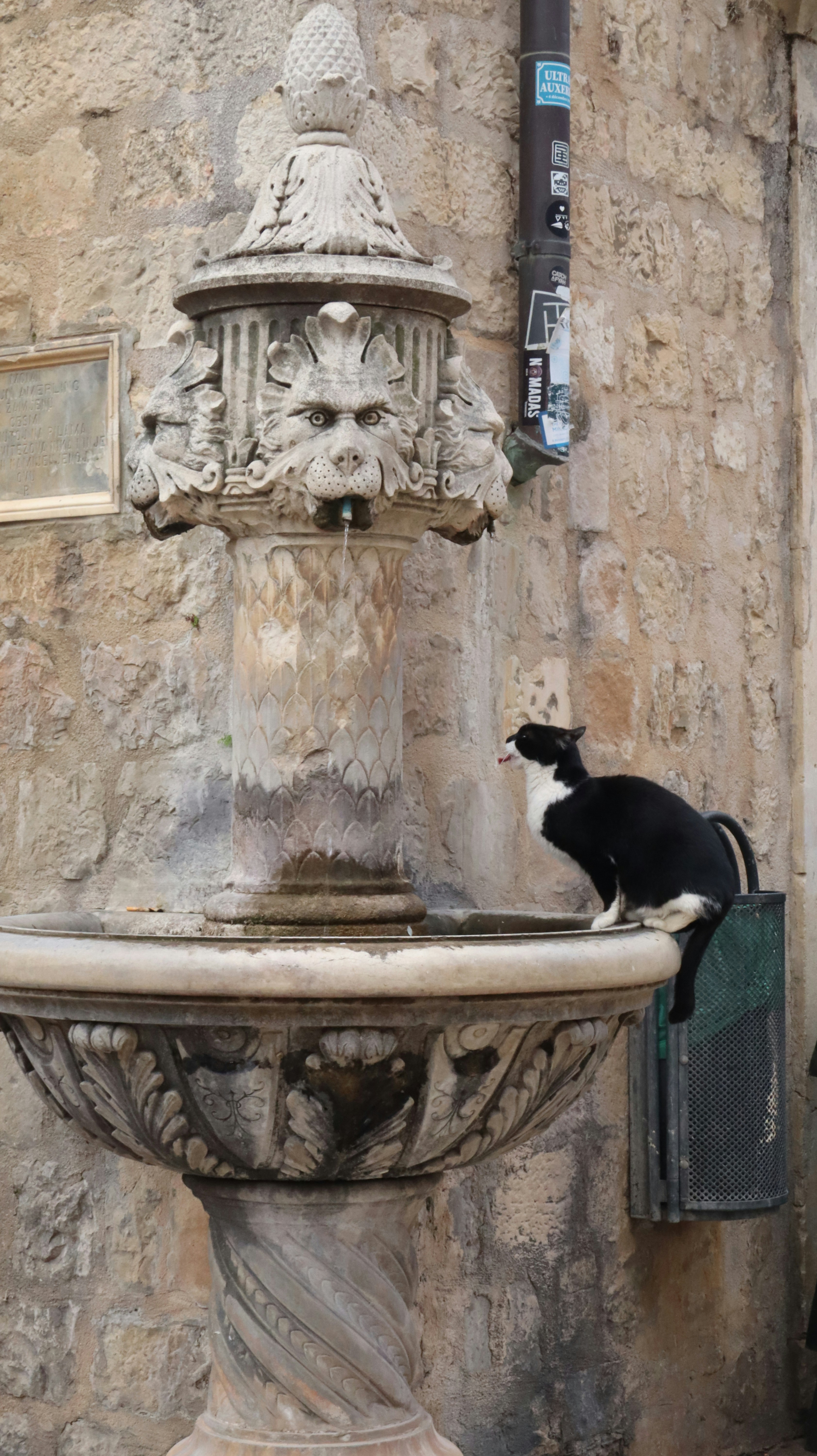 A black-and-white cat sits on the rim of an ornate stone fountain in a weathered courtyard, water dripping from the carved head into the basin below. The scene emphasizes the architectural fountain detail and the curious feline presence.
