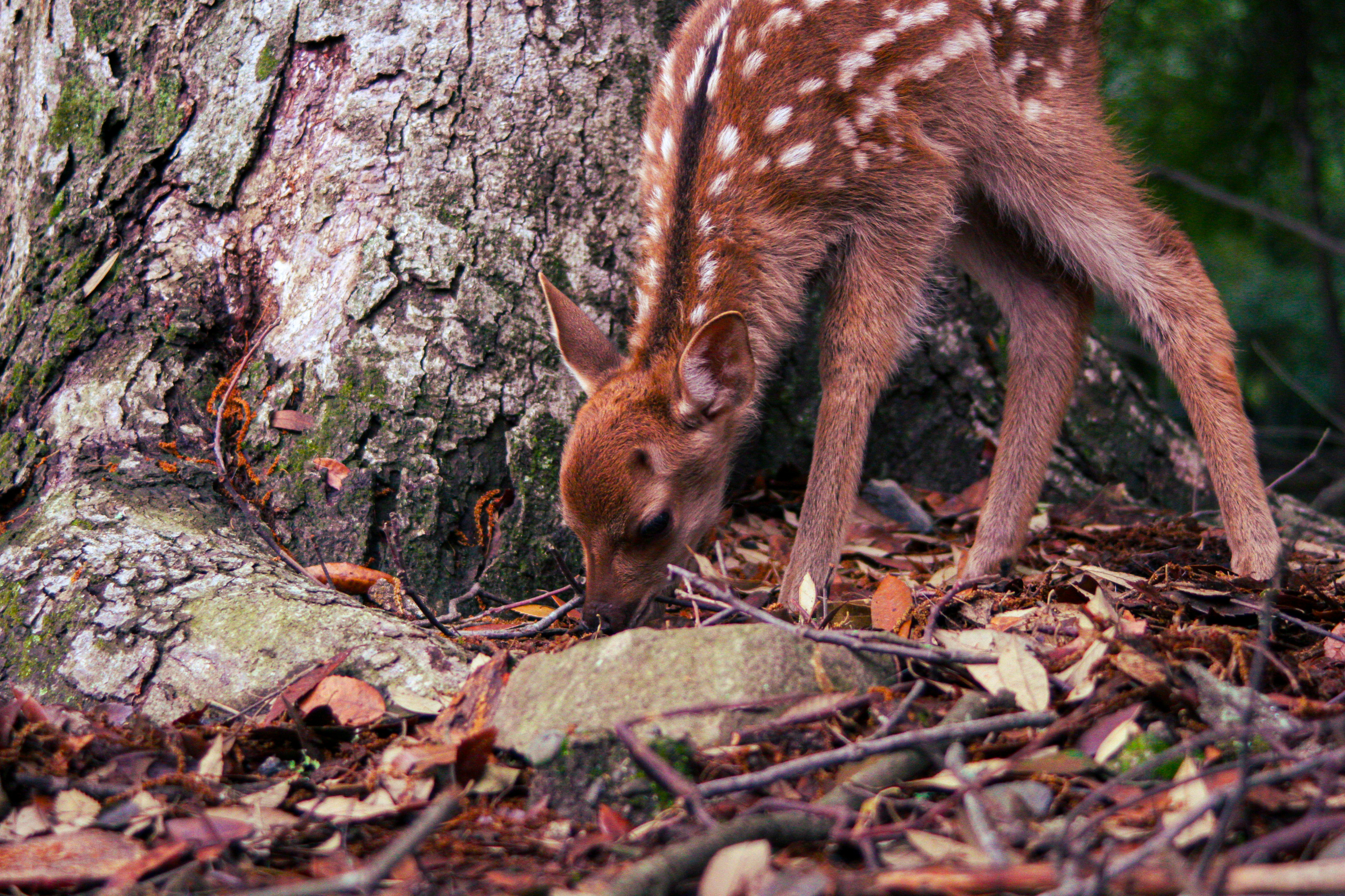 Dappled Fawn Foraging at the Base of a Mature Tree