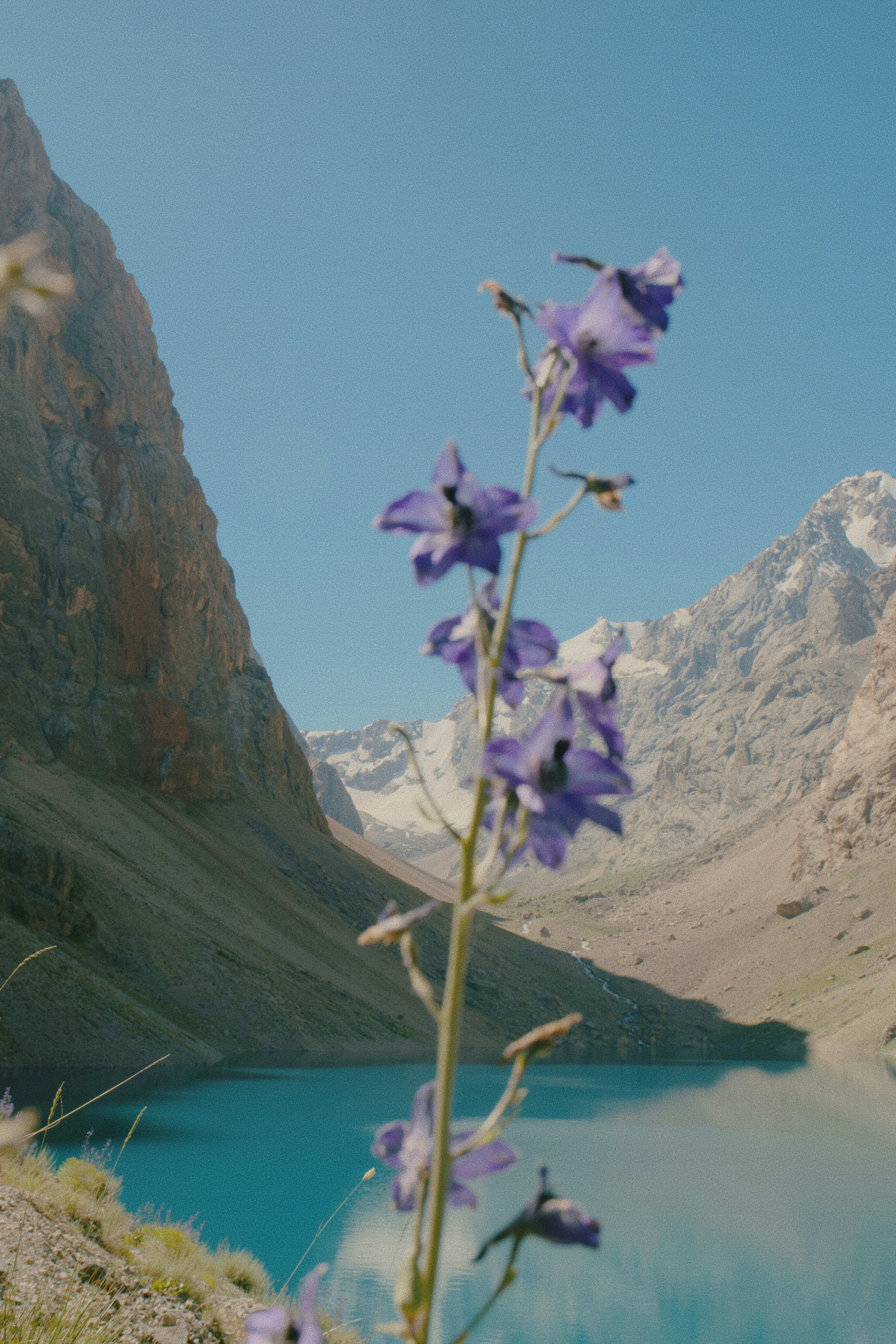 Purple bloom in a turquoise alpine basin framed by jagged peaks