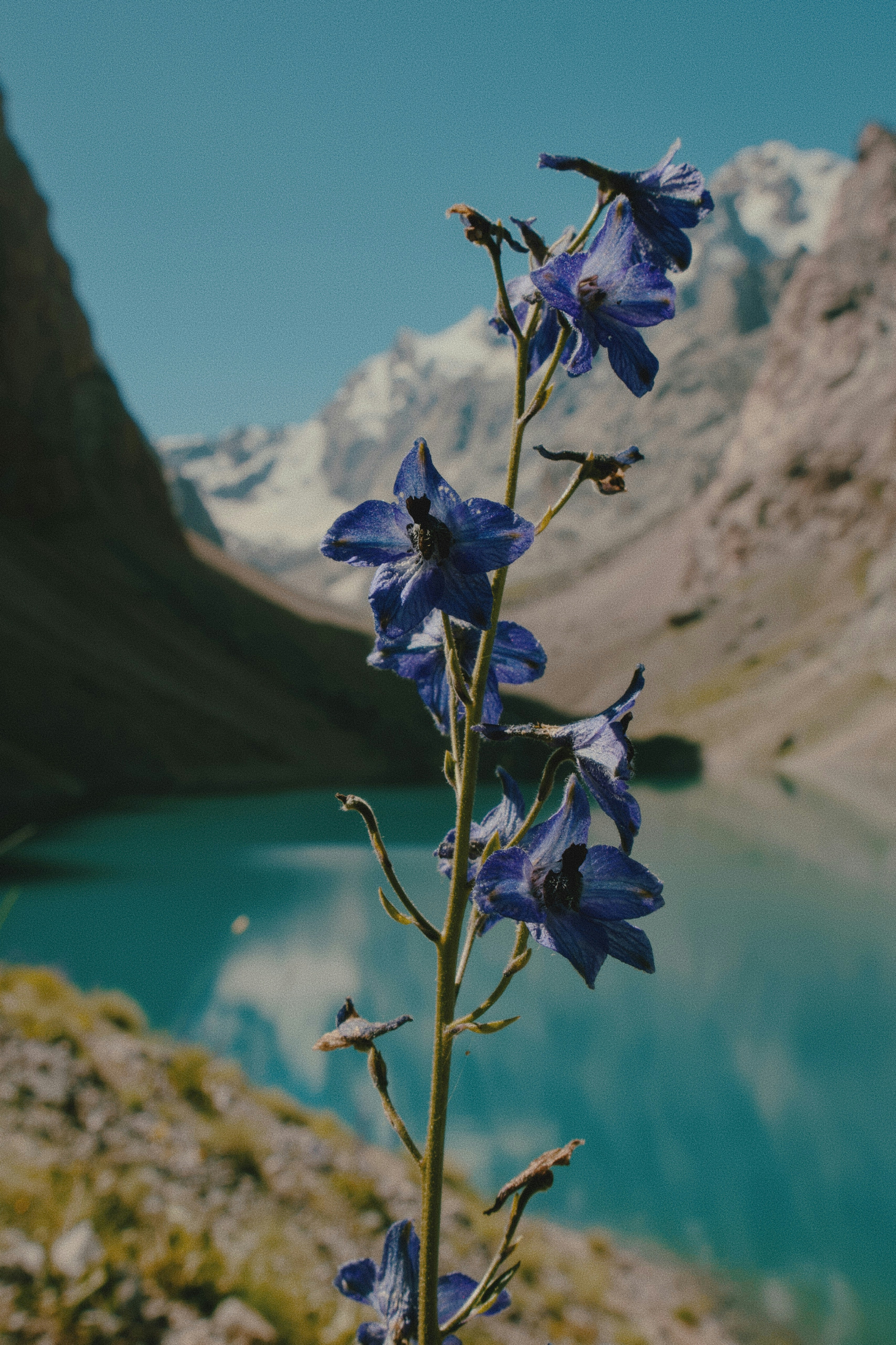 Blue Wildflower Bench Amidst Turquoise Alpine Mirror
