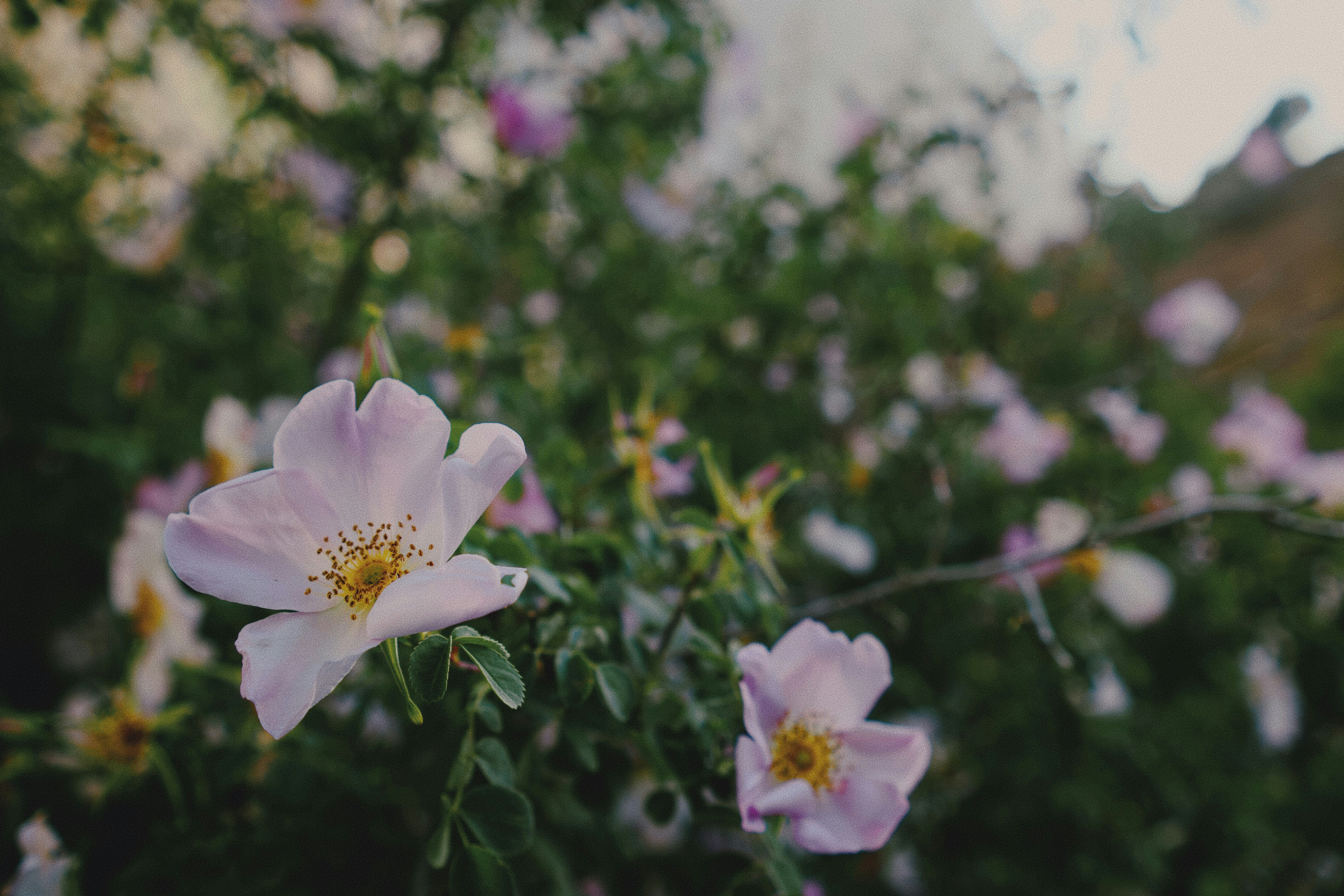 Pink bloom in a sunlit garden: soft petals, sharp foreground