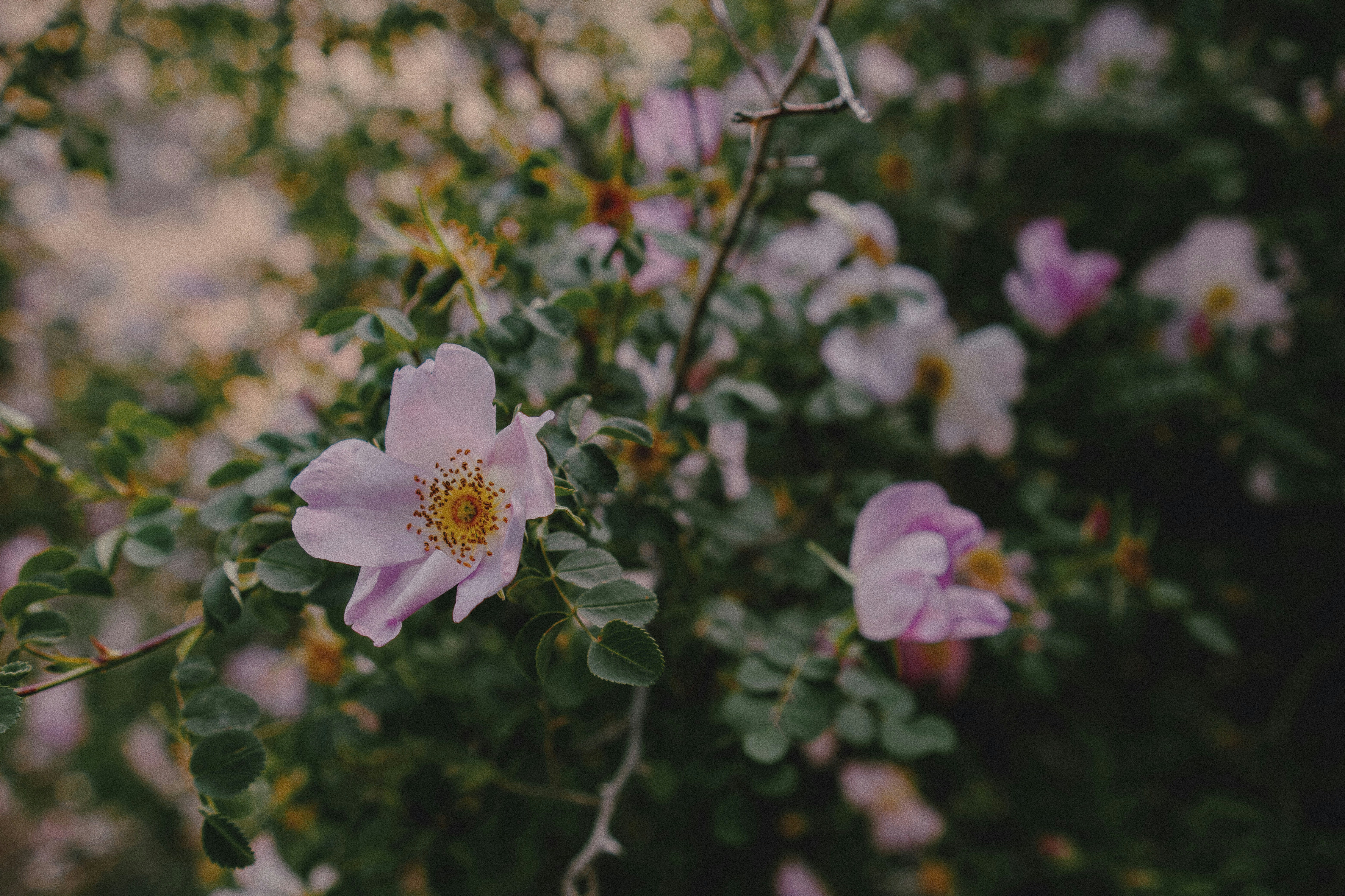 Soft Focus Bloom: A Pink Rose Amid Quiet Garden Greens
