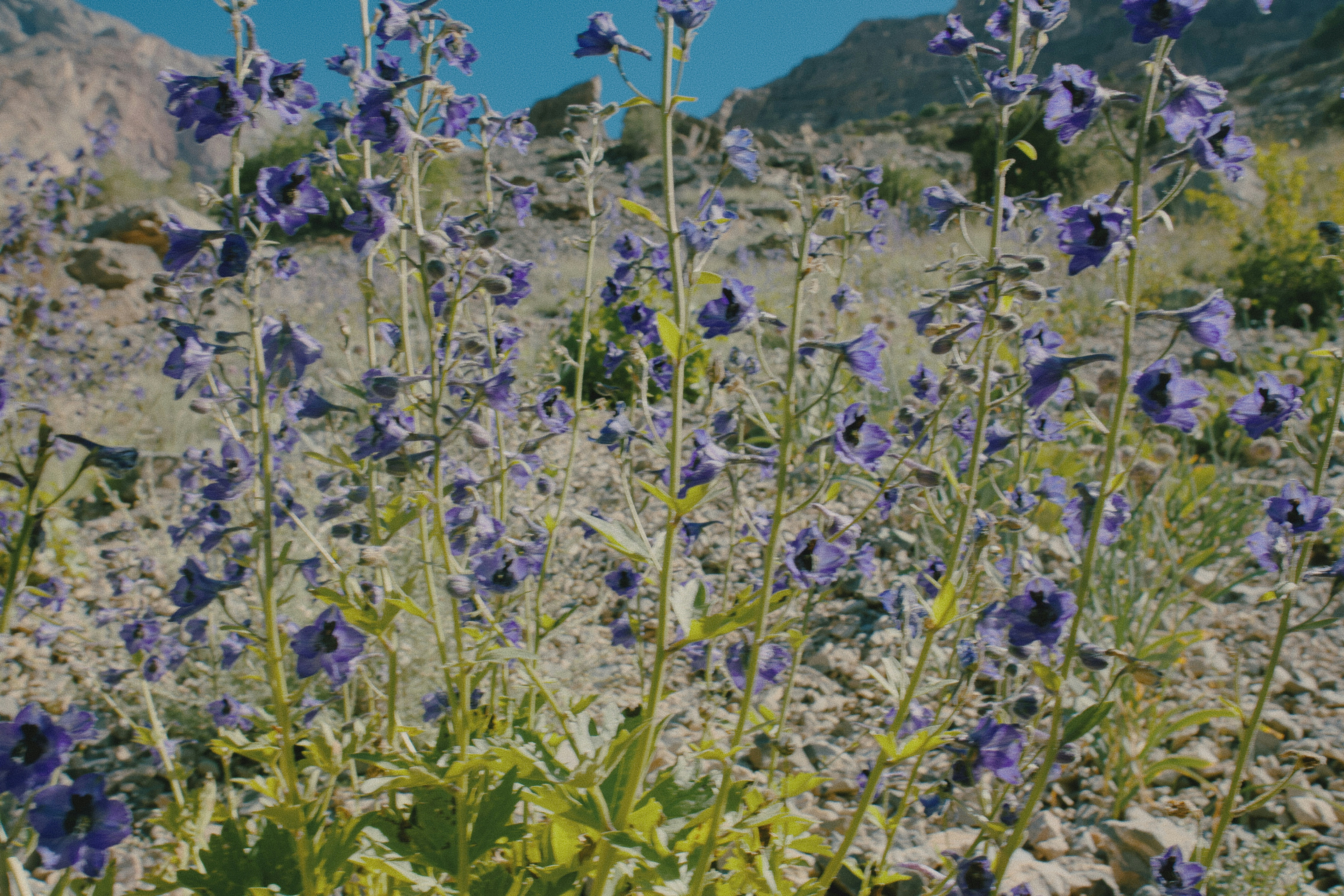 Fields of Violet Quietude