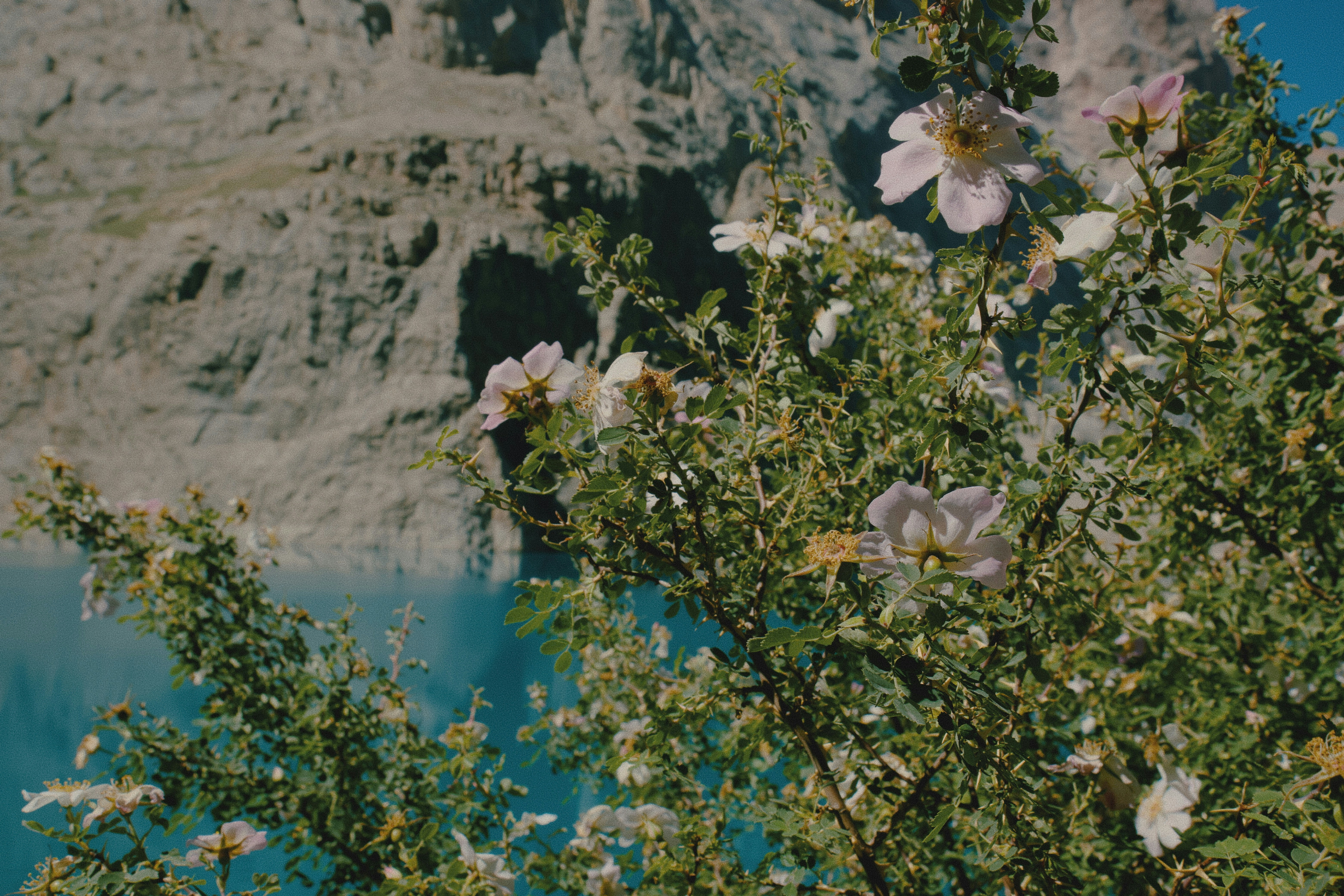Floral Framing Against Turquoise Waters