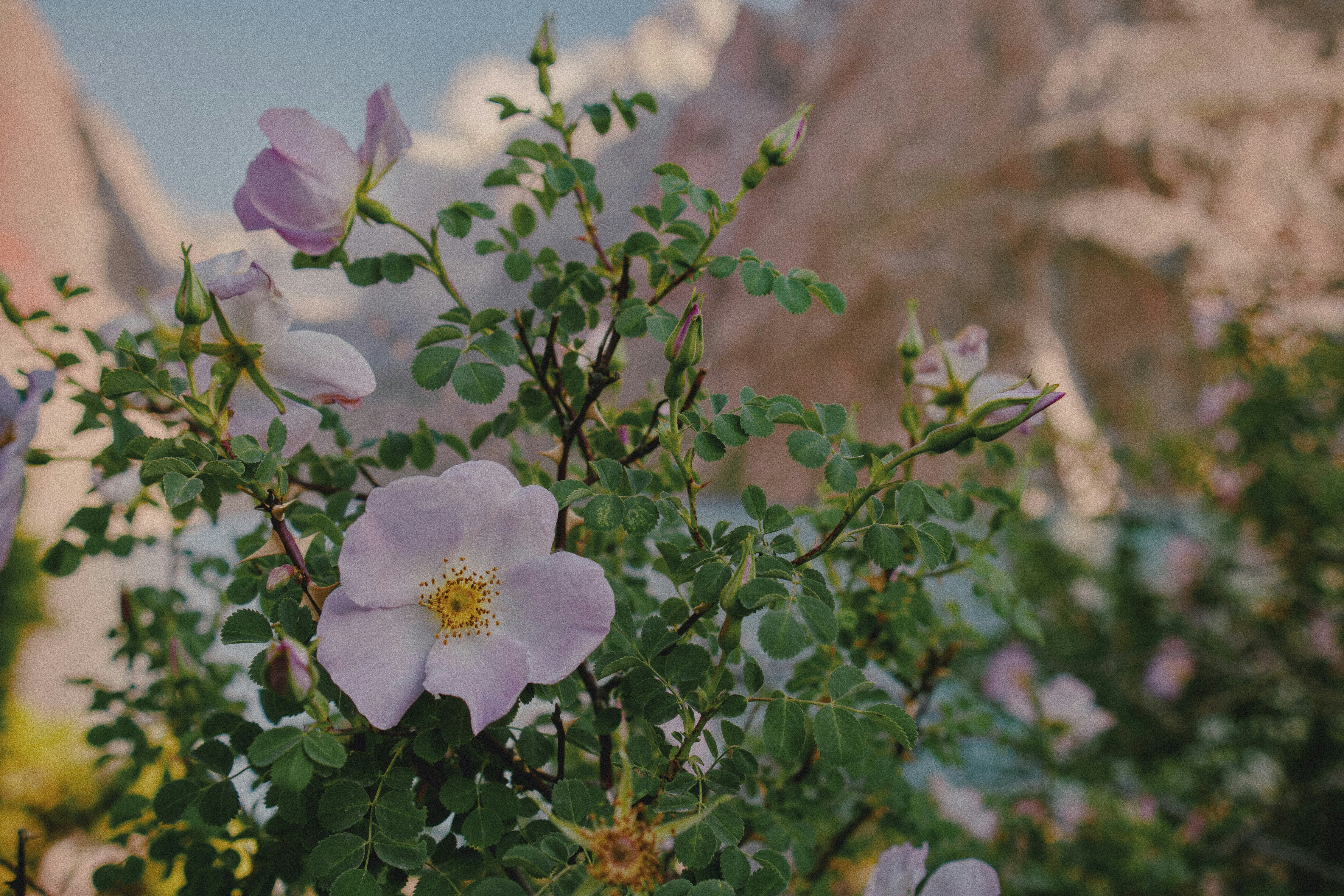 Soft Pink Roses in Afternoon Light