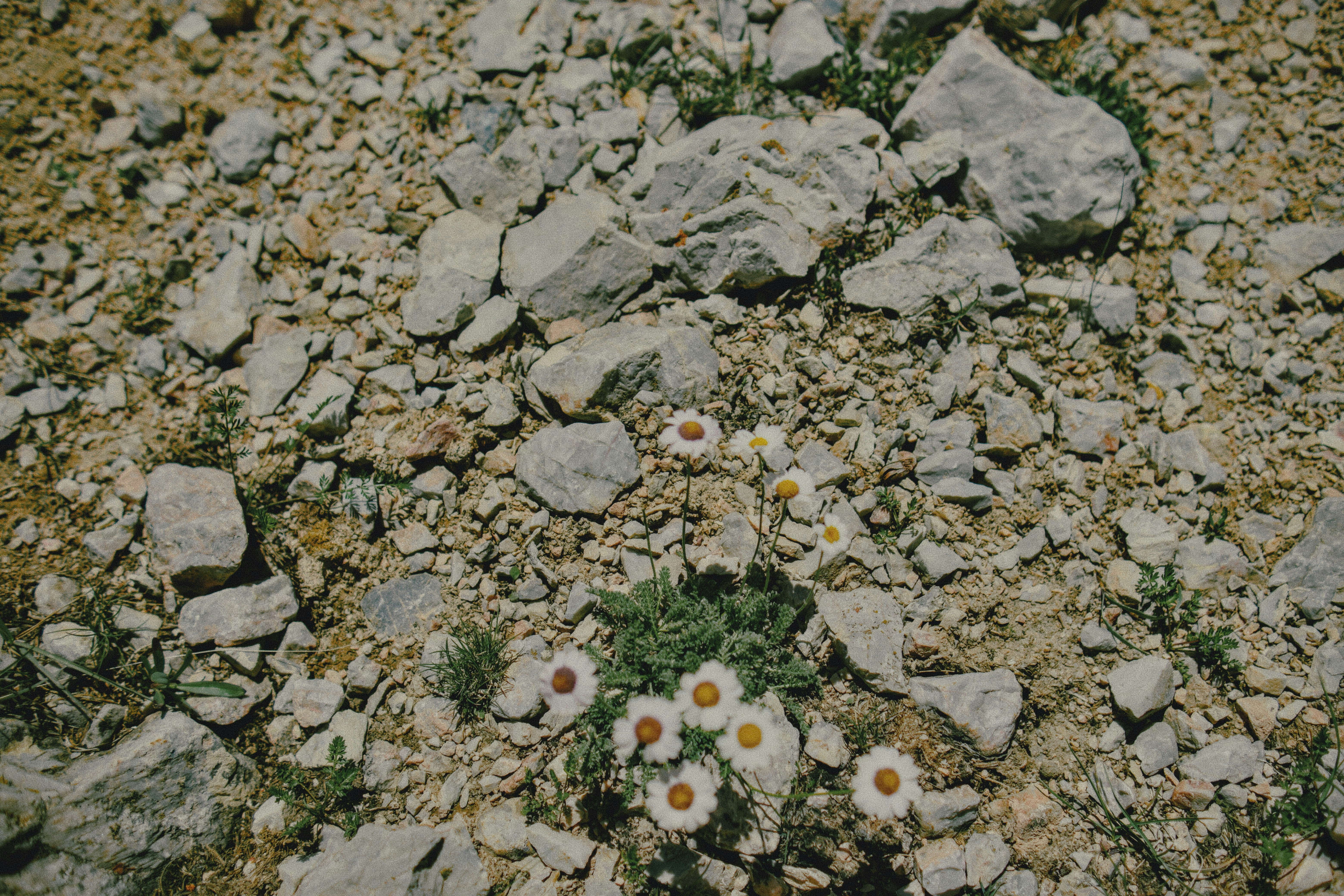 Desert Daisies Among Rough Ground