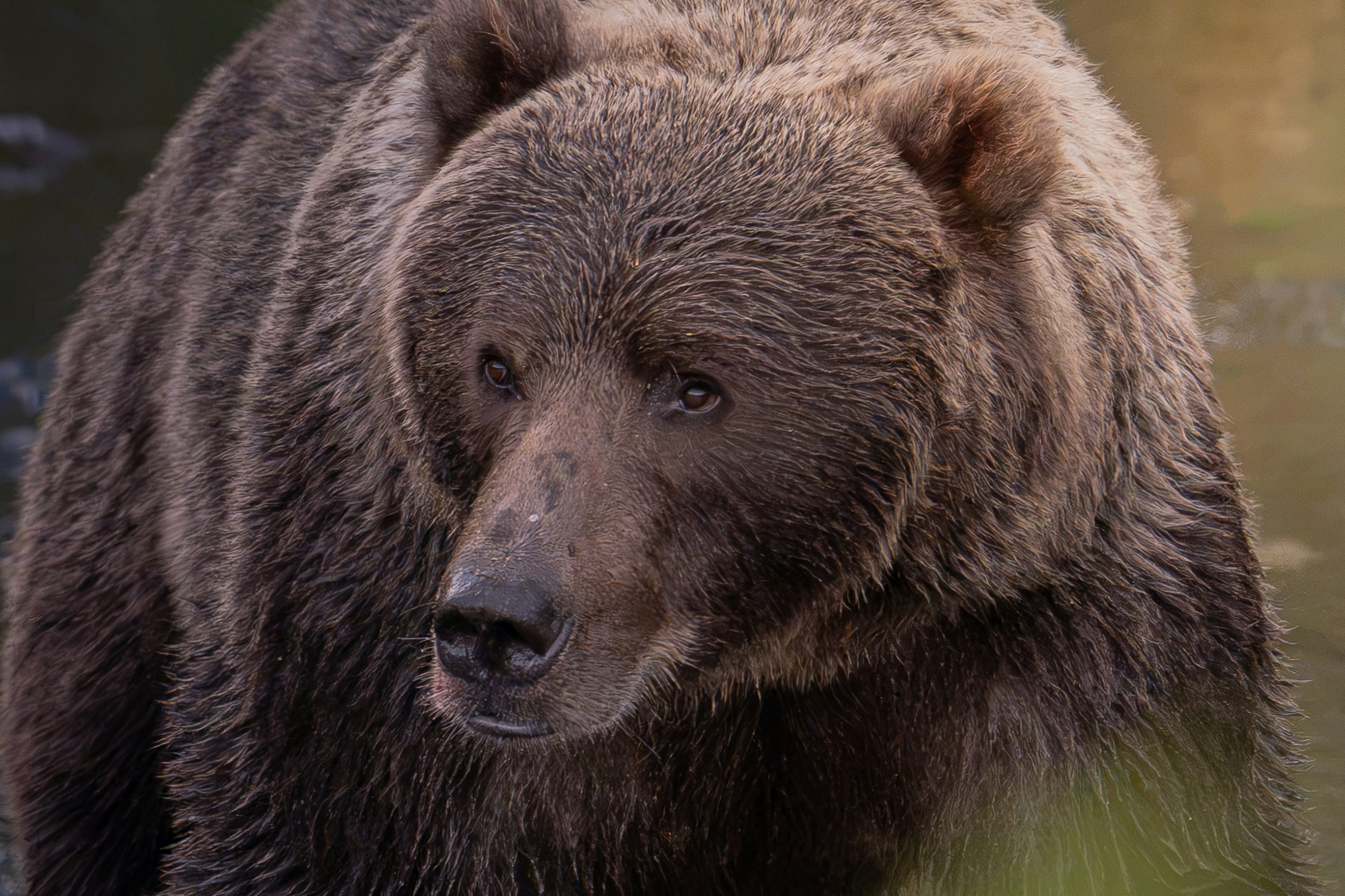 Close-up of a brown bear with a focused gaze, wet nose, and textured fur near water. Photograph emphasizes the animal's face and presence in a natural, subdued setting.