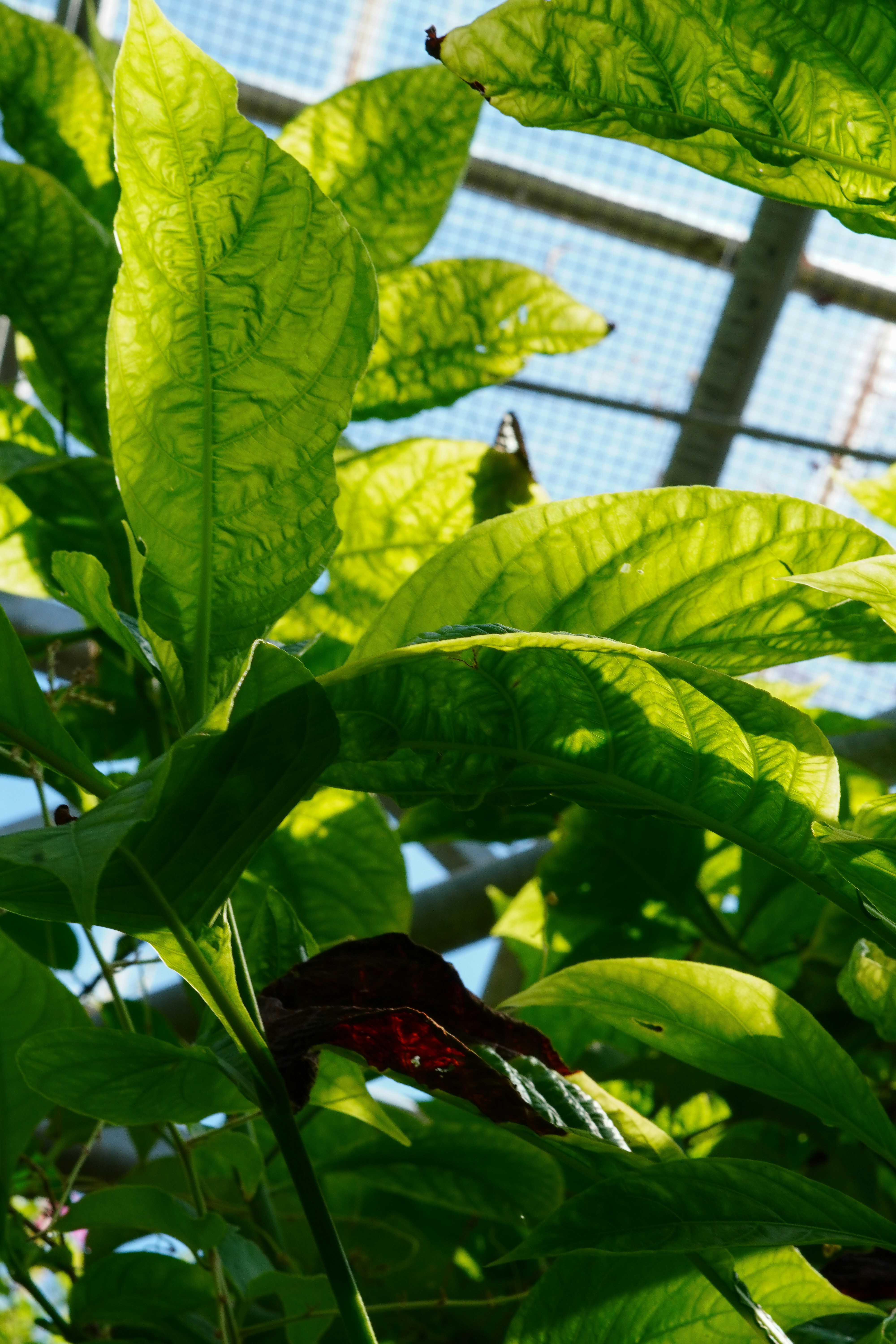 Sunlit Green: A Close-Up of Leaf Patterns and Veins