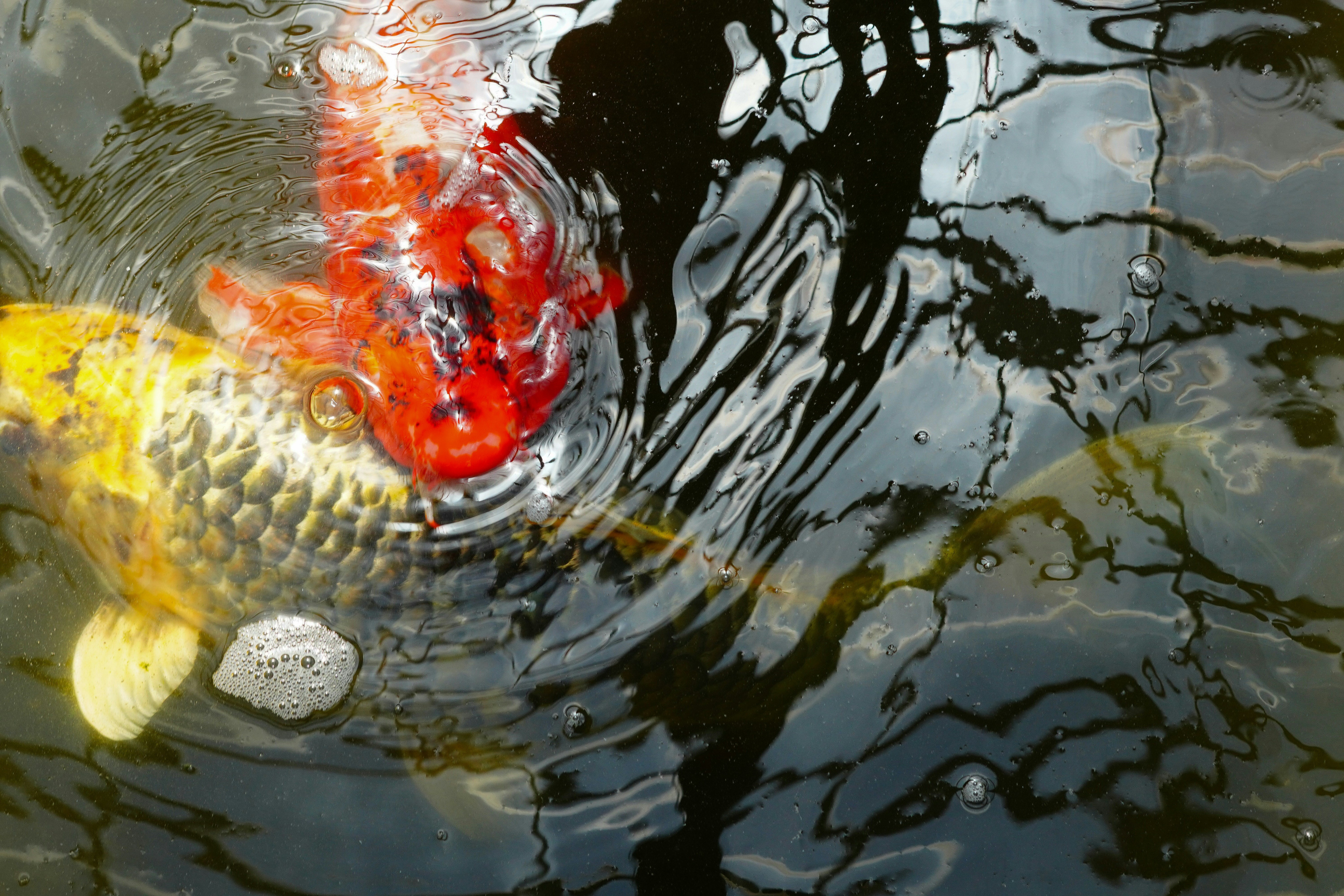 Koi in Rippling Light: A Dear Moment Beneath the Surface
