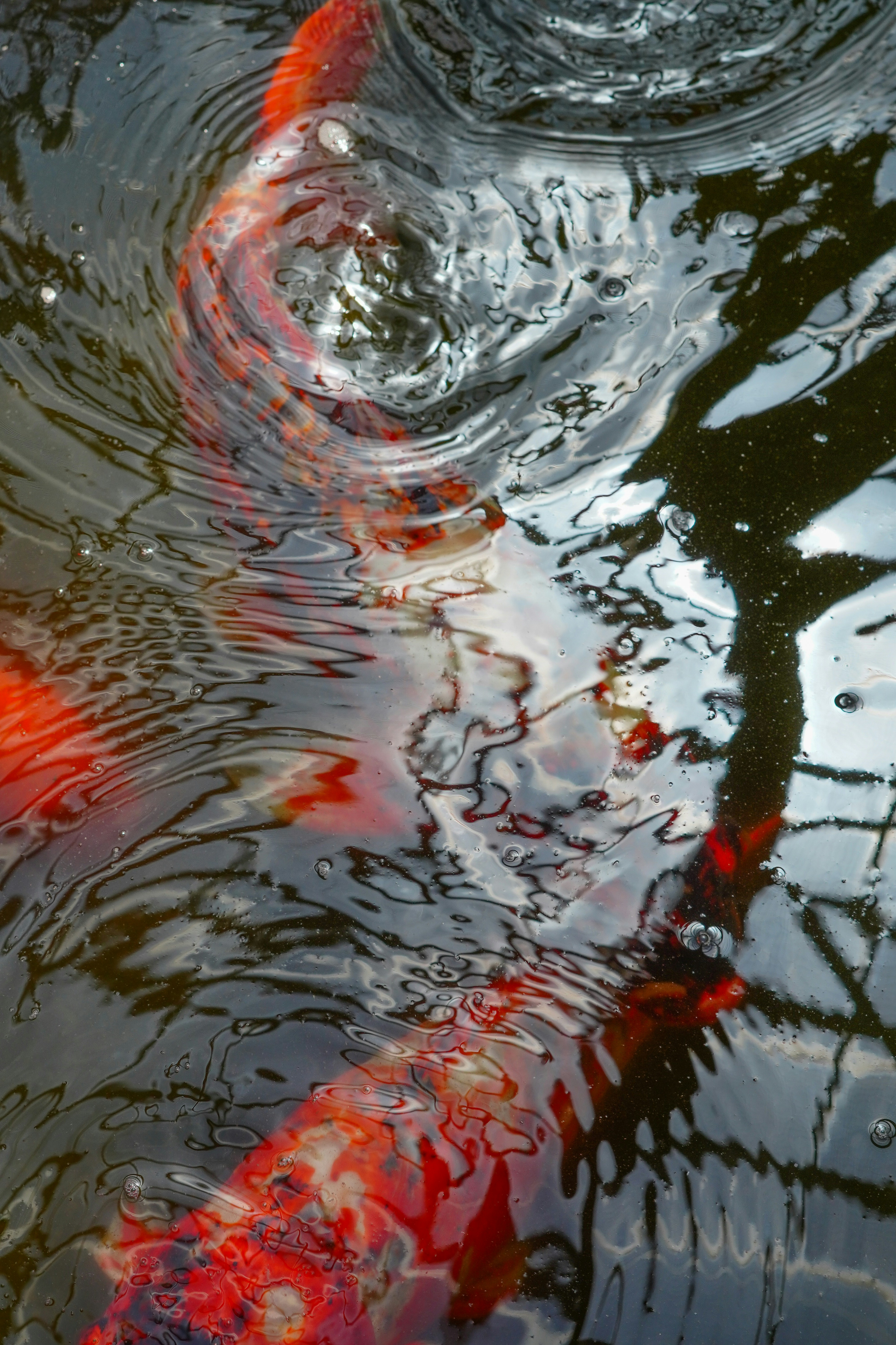 Red Koi Currents: A koi’s swirl beneath rippling reflections