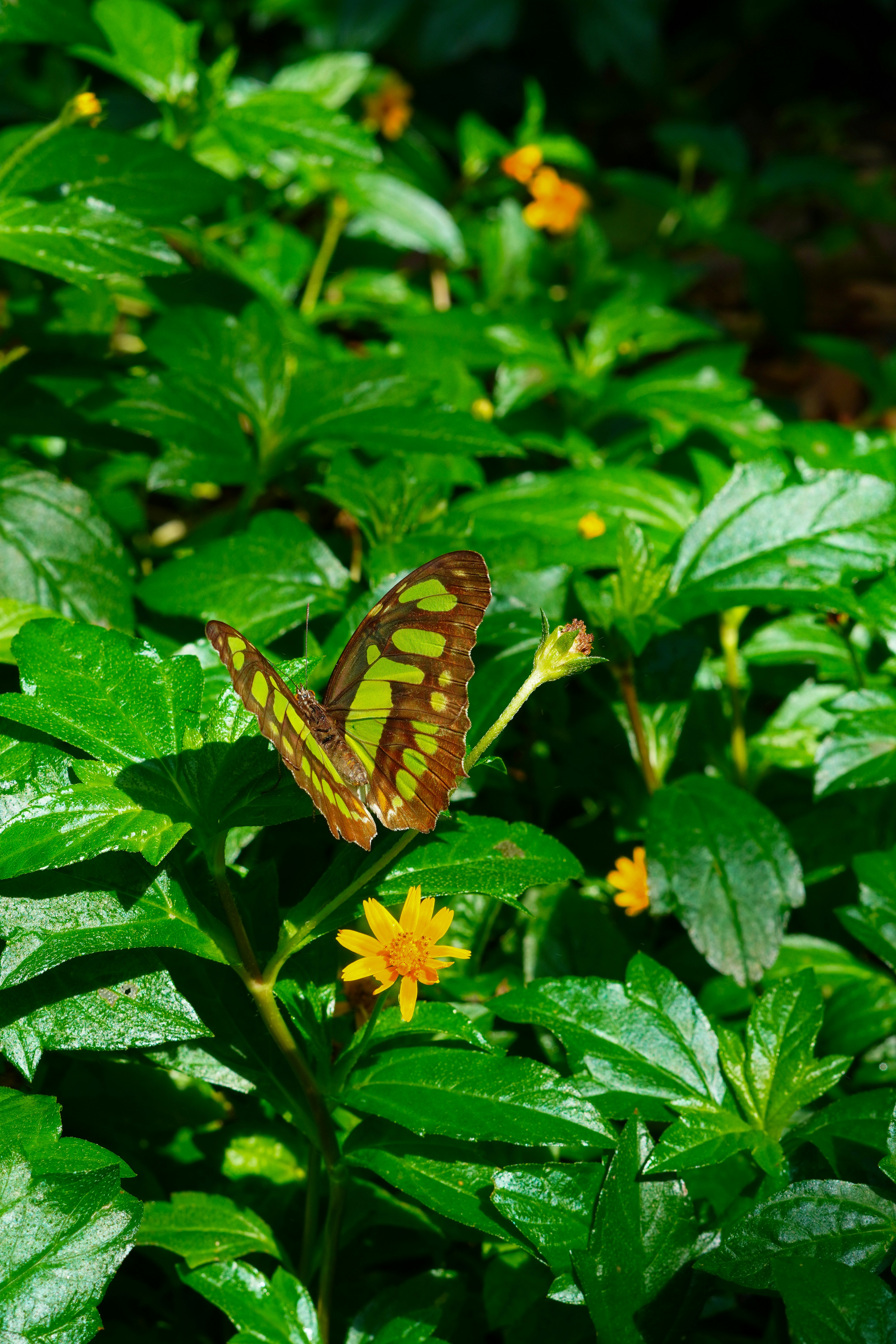 Green Gatekeeper: a yellow butterfly perched among glossy leaves