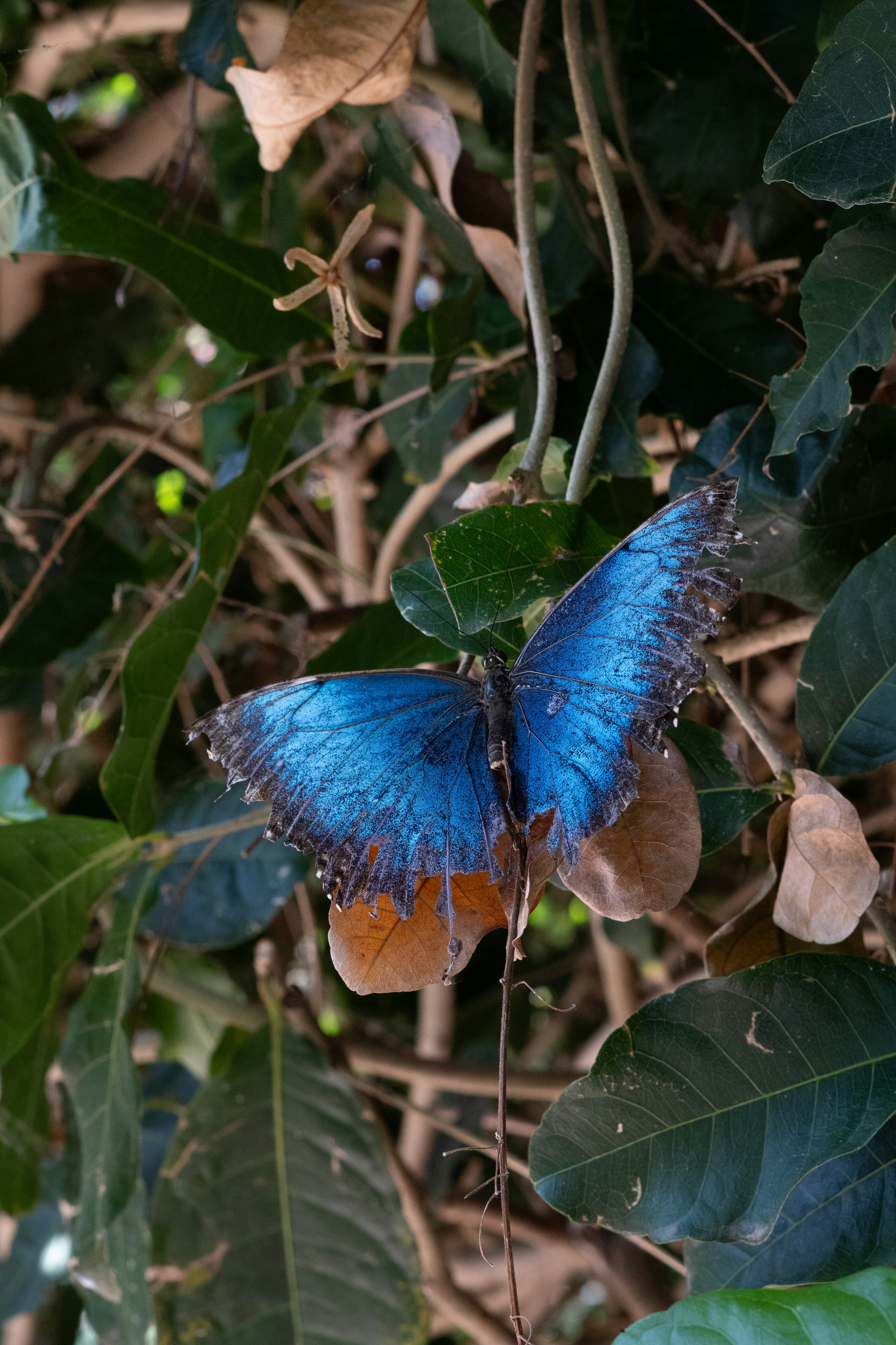 Azure Butterfly Resting Among Olive Tendrils