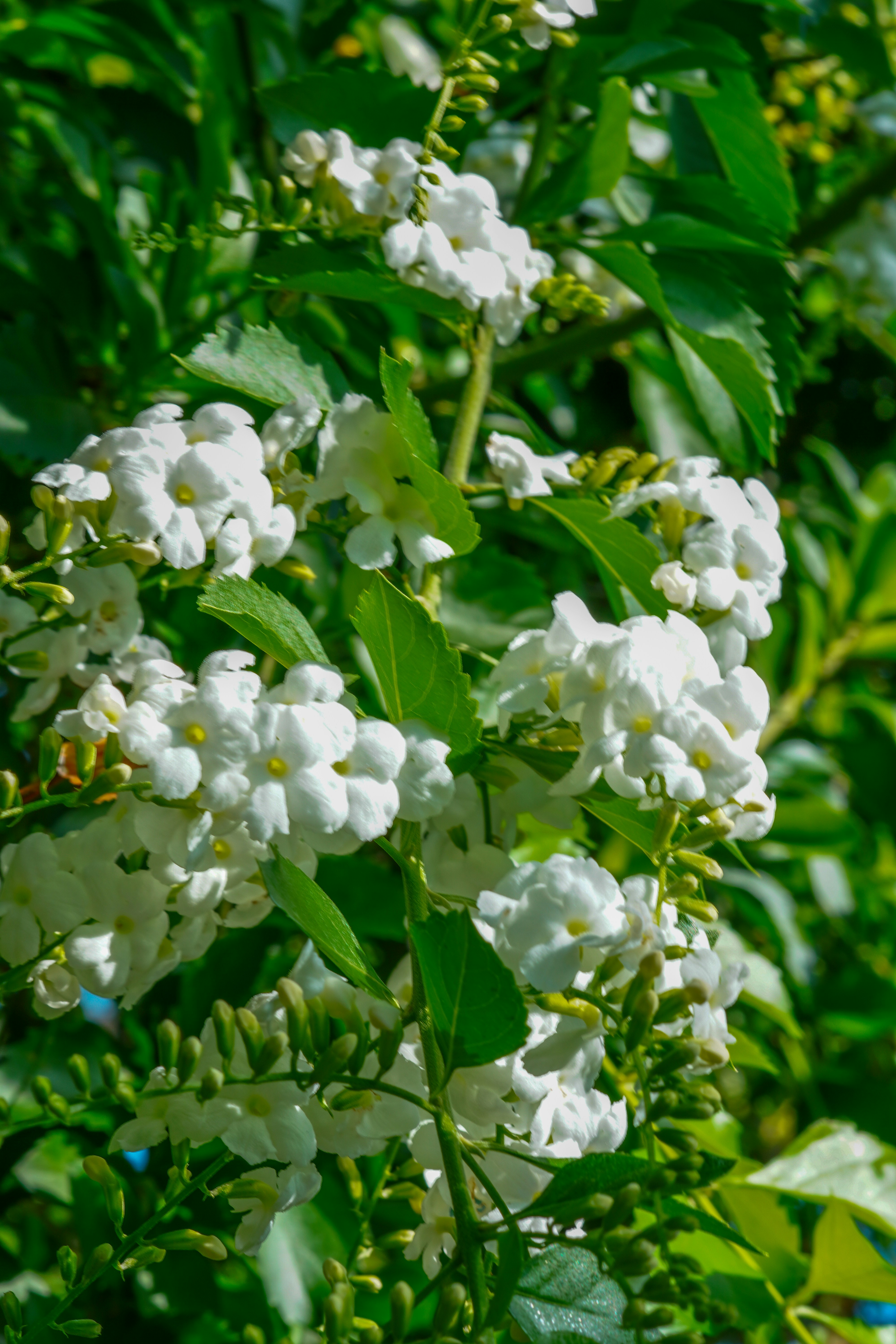 White blossoms cascade through emerald foliage in sunlit garden