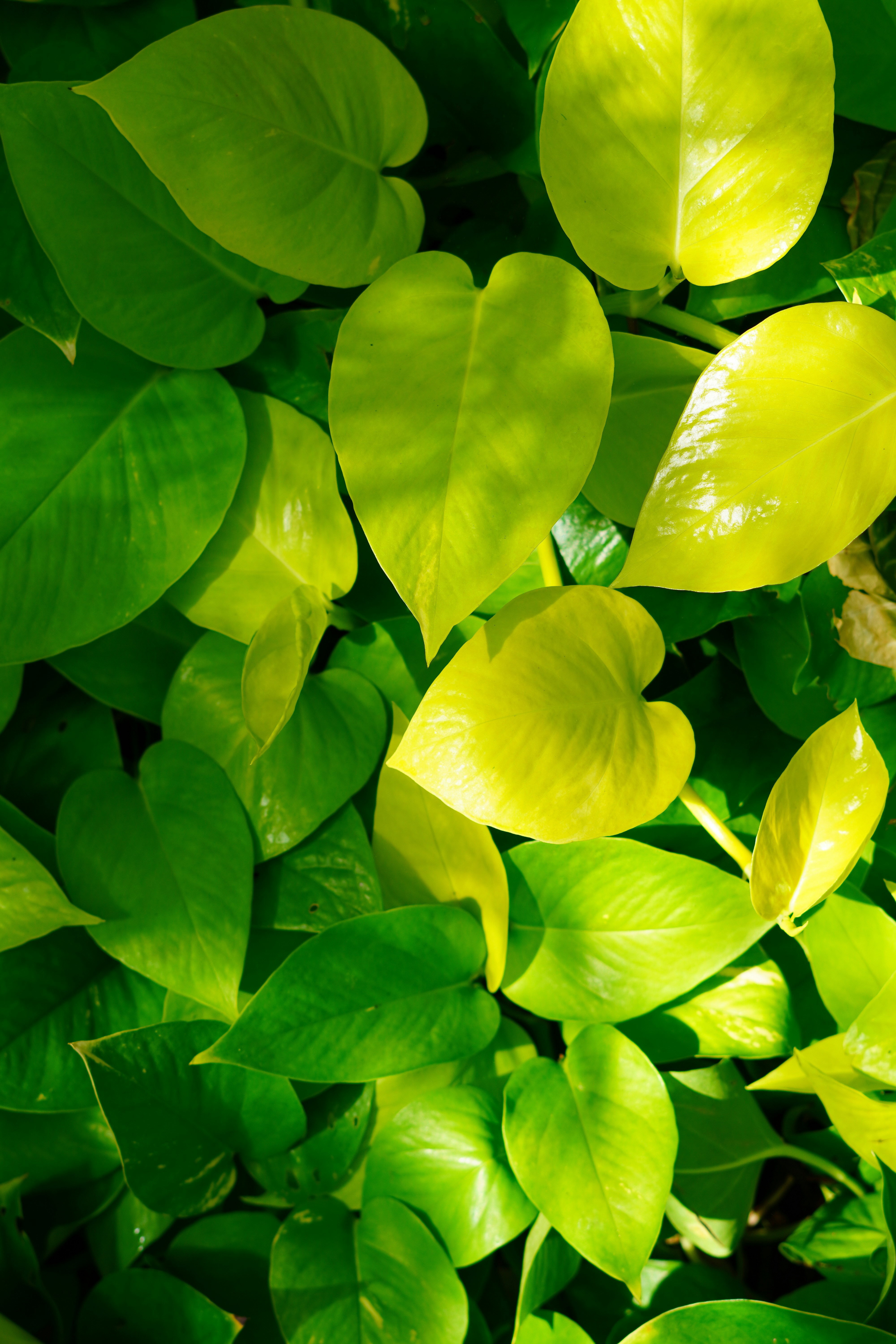 Sunlit Heart-Shaped Leaf Cluster