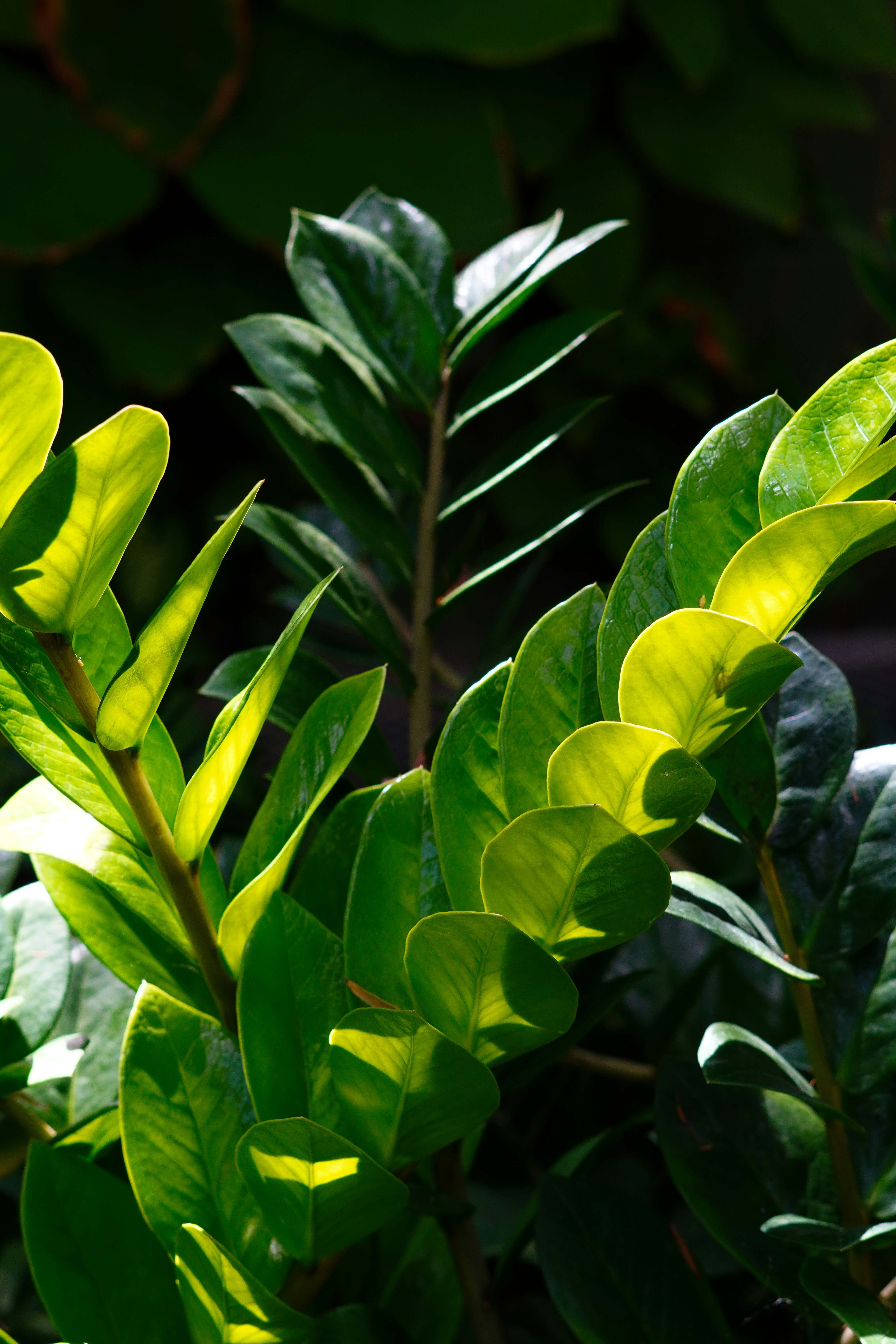 Sunlit Leaves: A Close-Up of Vibrant Green Foliage