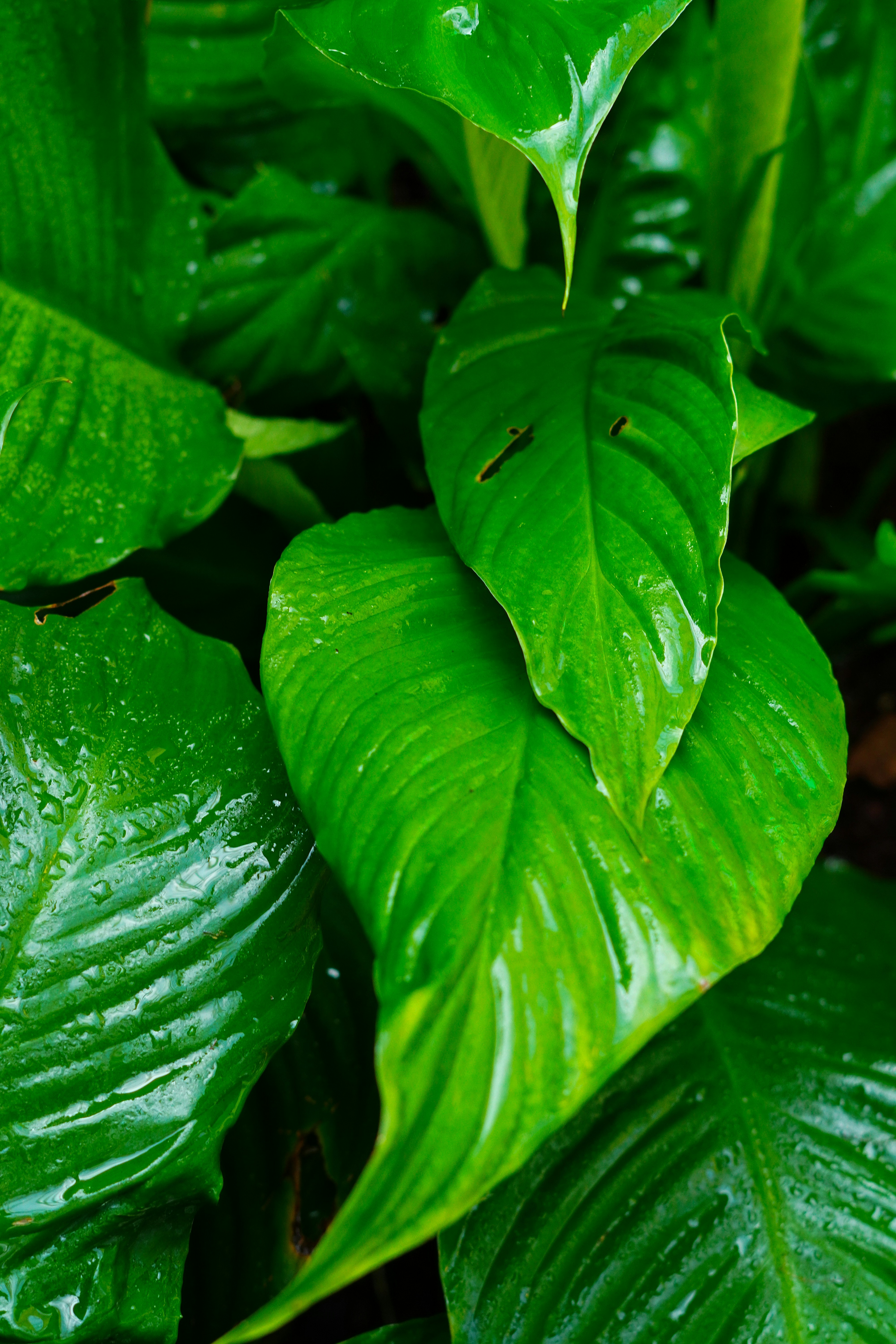 Emerald Veil: Close-Up of Glossy Jungle Leaves