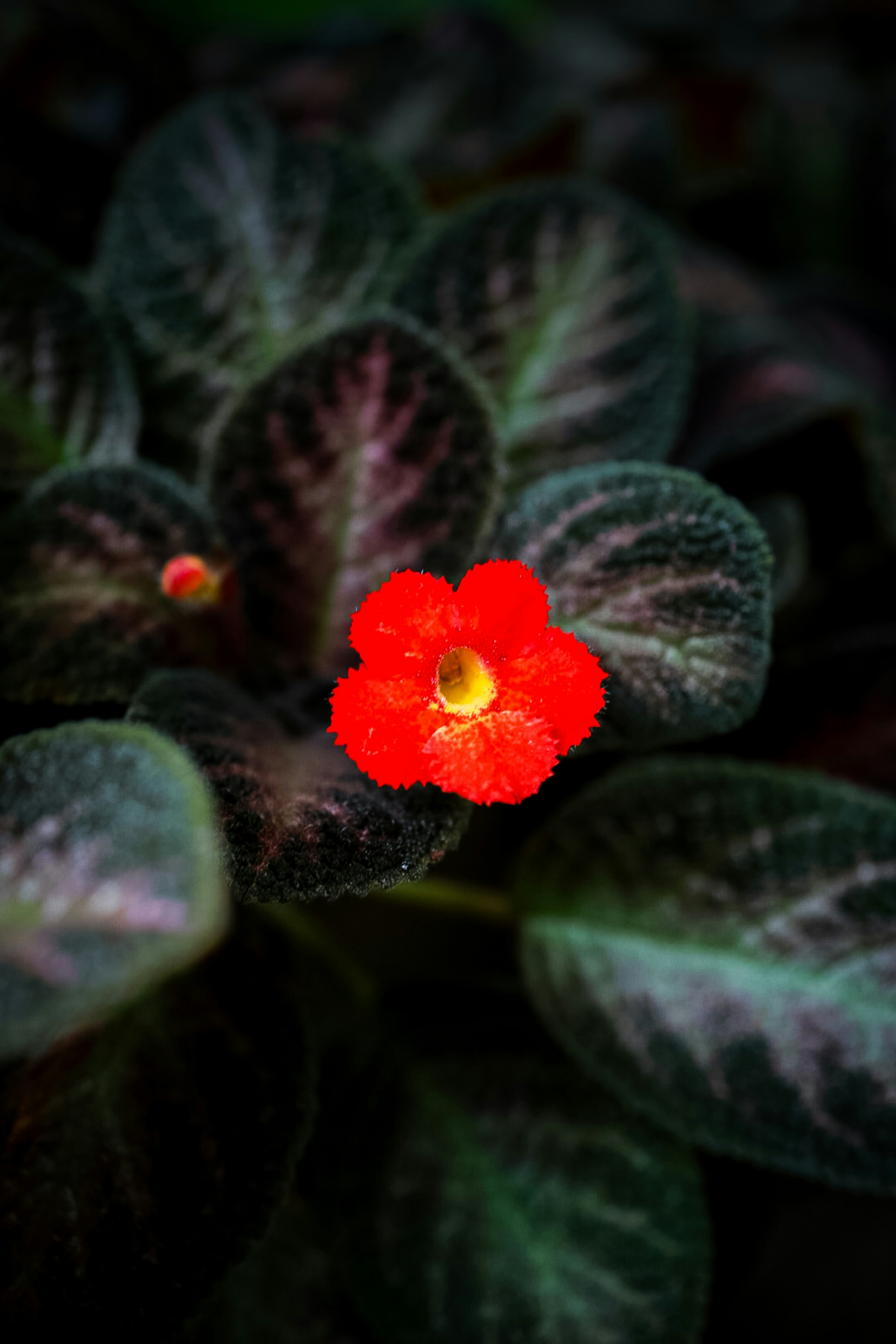 Crimson Bloom Amid Velvet Leaves