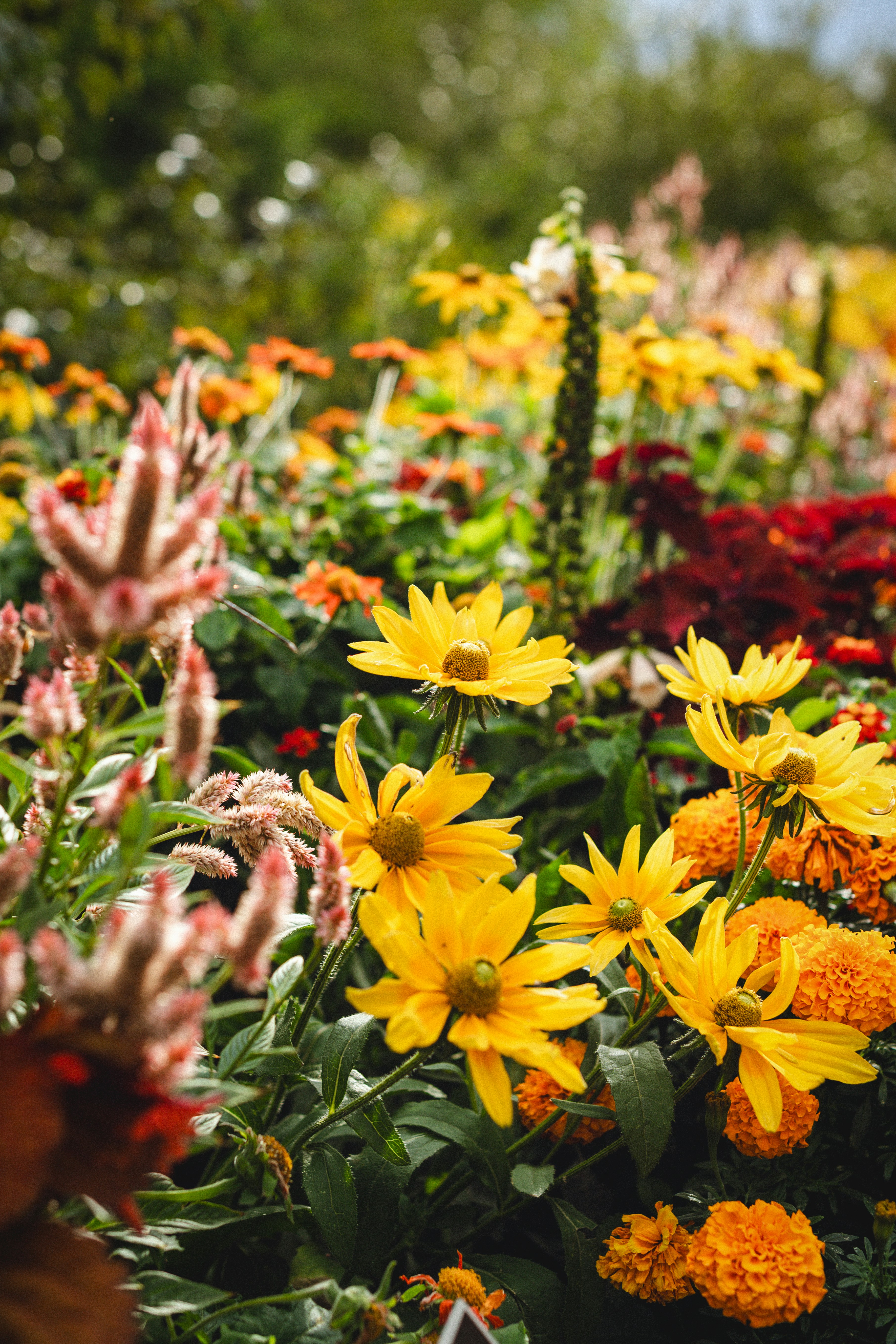 Sunlit Yellow Blooms: A Burst of Garden Color
