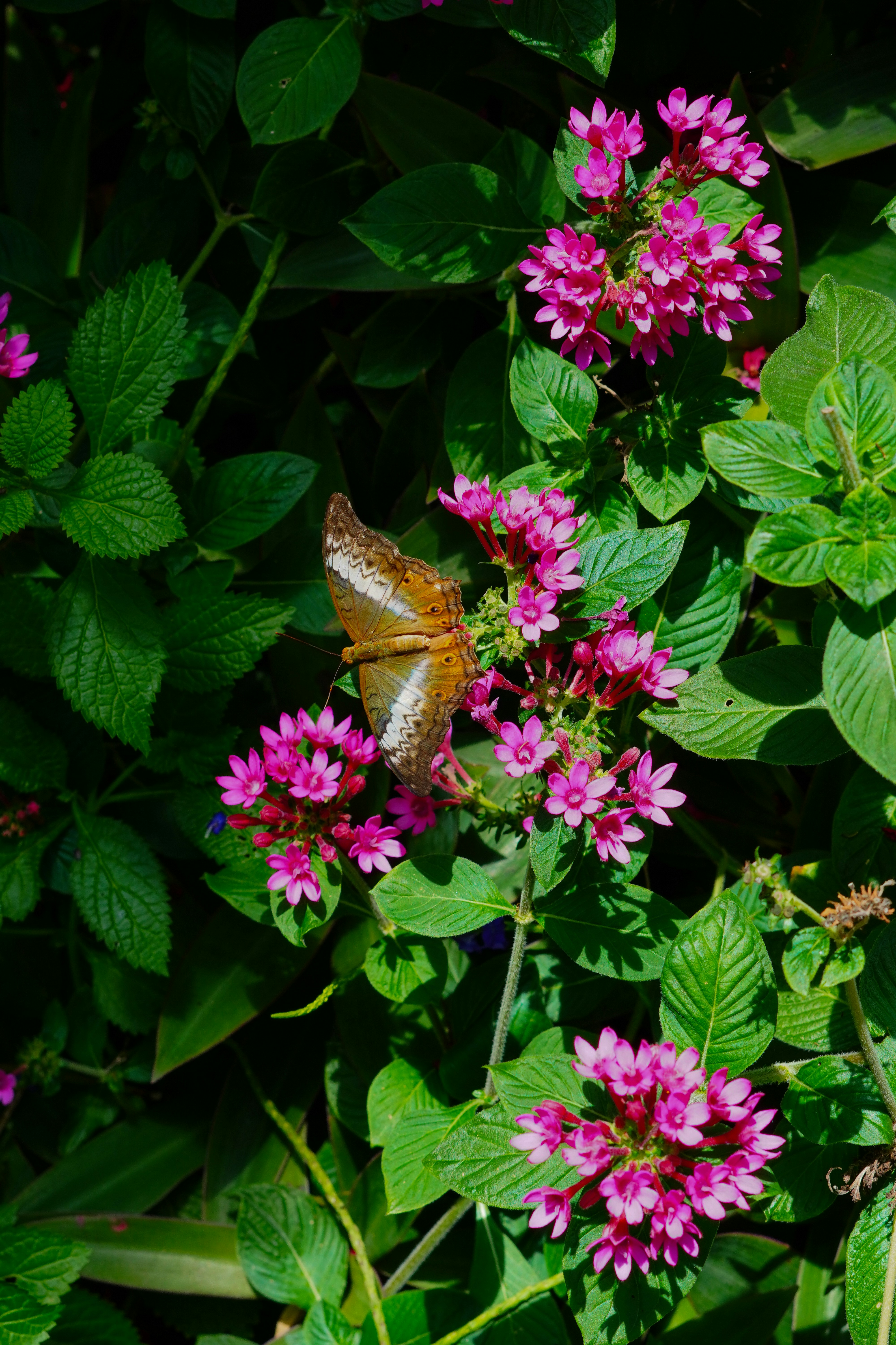 Butterfly Among Pink Clusters: a Burst of Color in Green Foliage