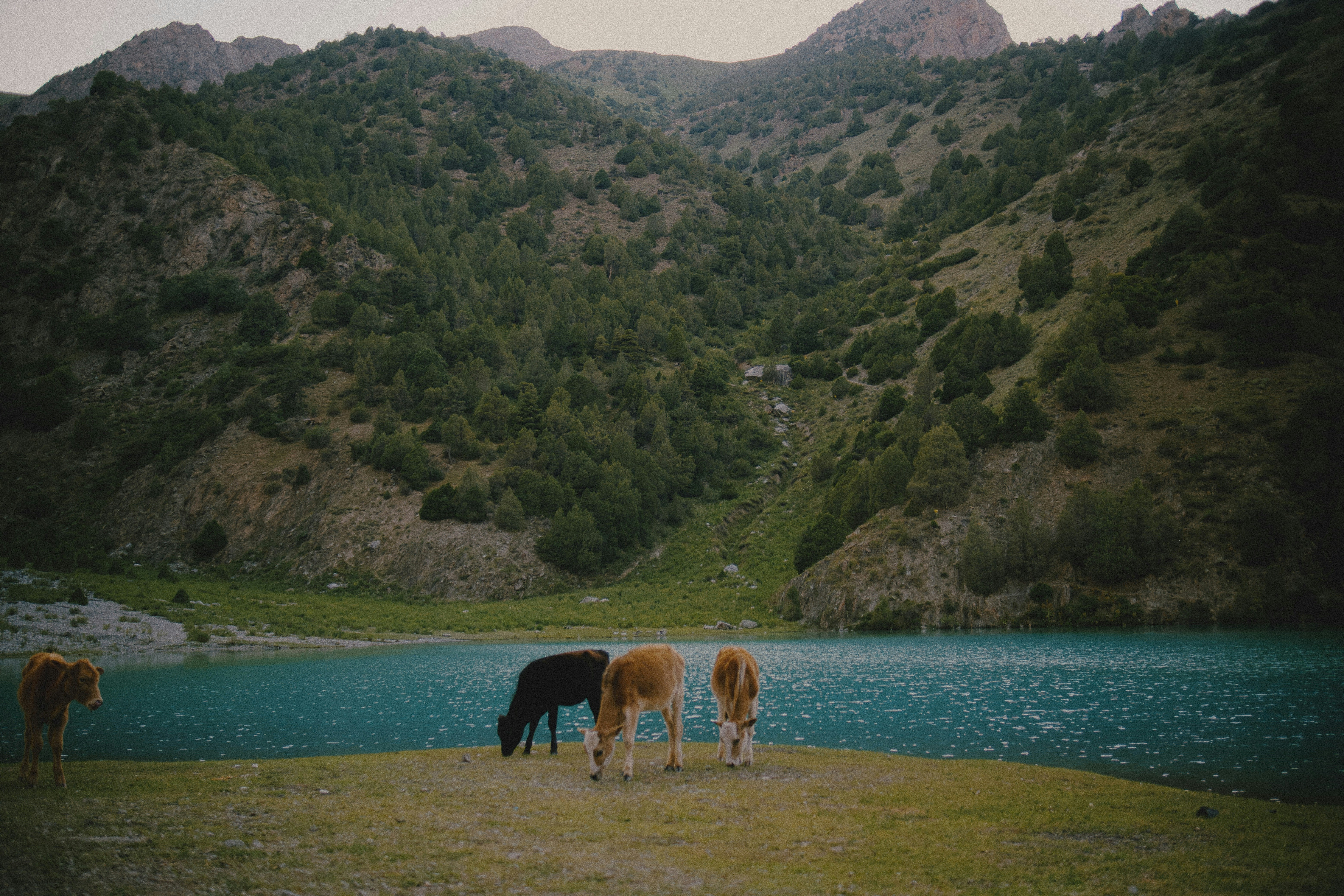 Guardians by the turquoise lake