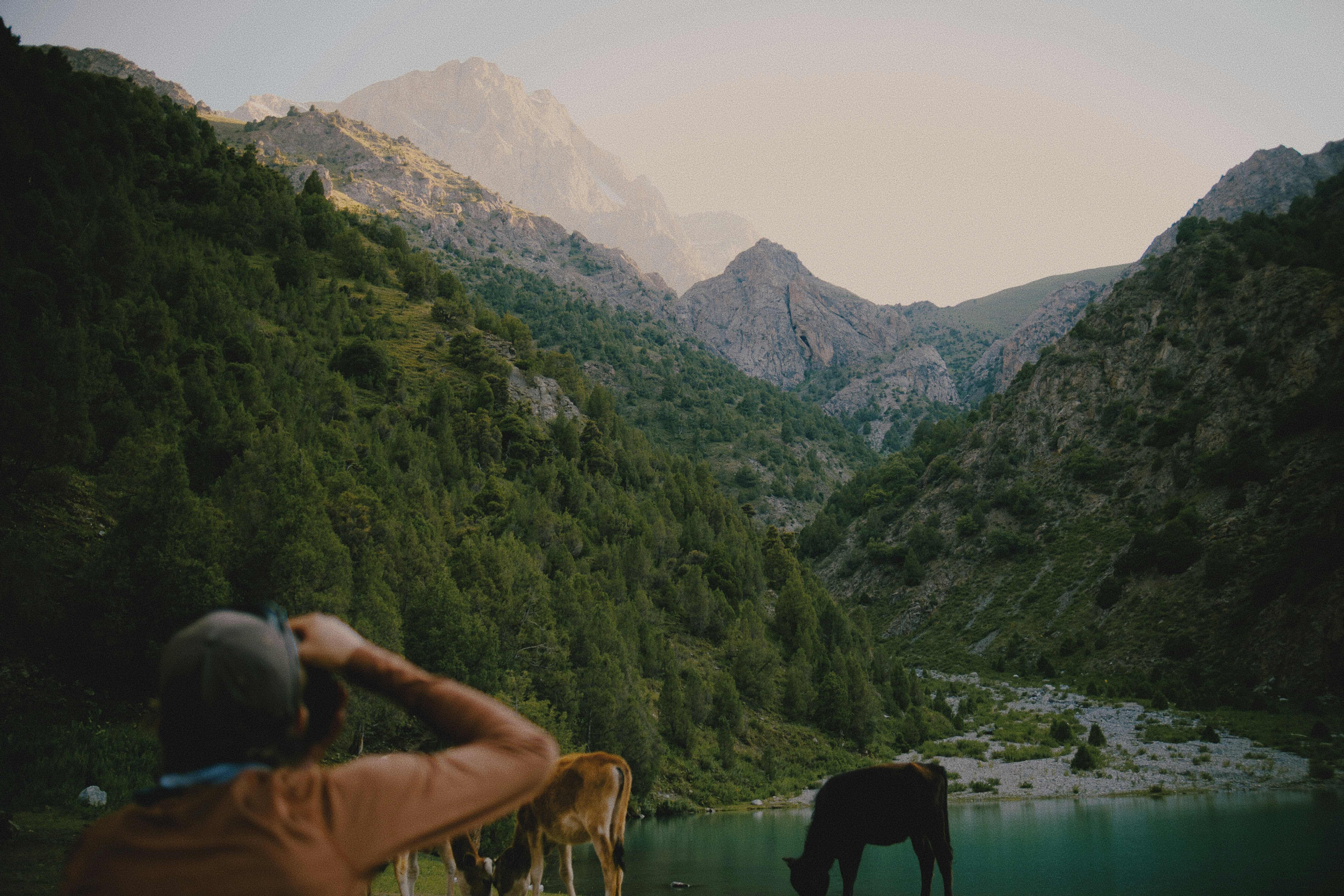 Herder and cows by a glacial valley