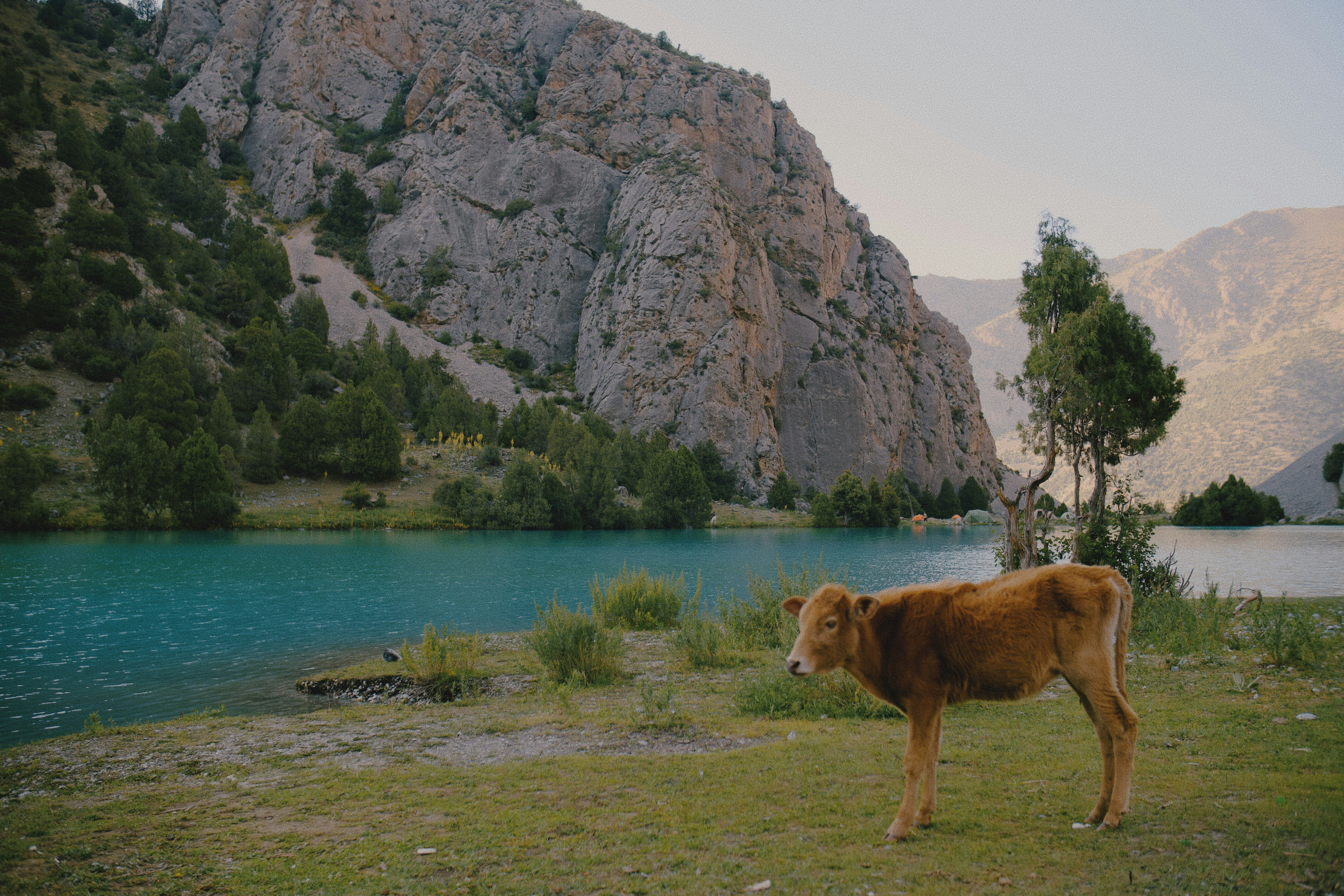 Golden Shepherd at the Turquoise Lake Gate
