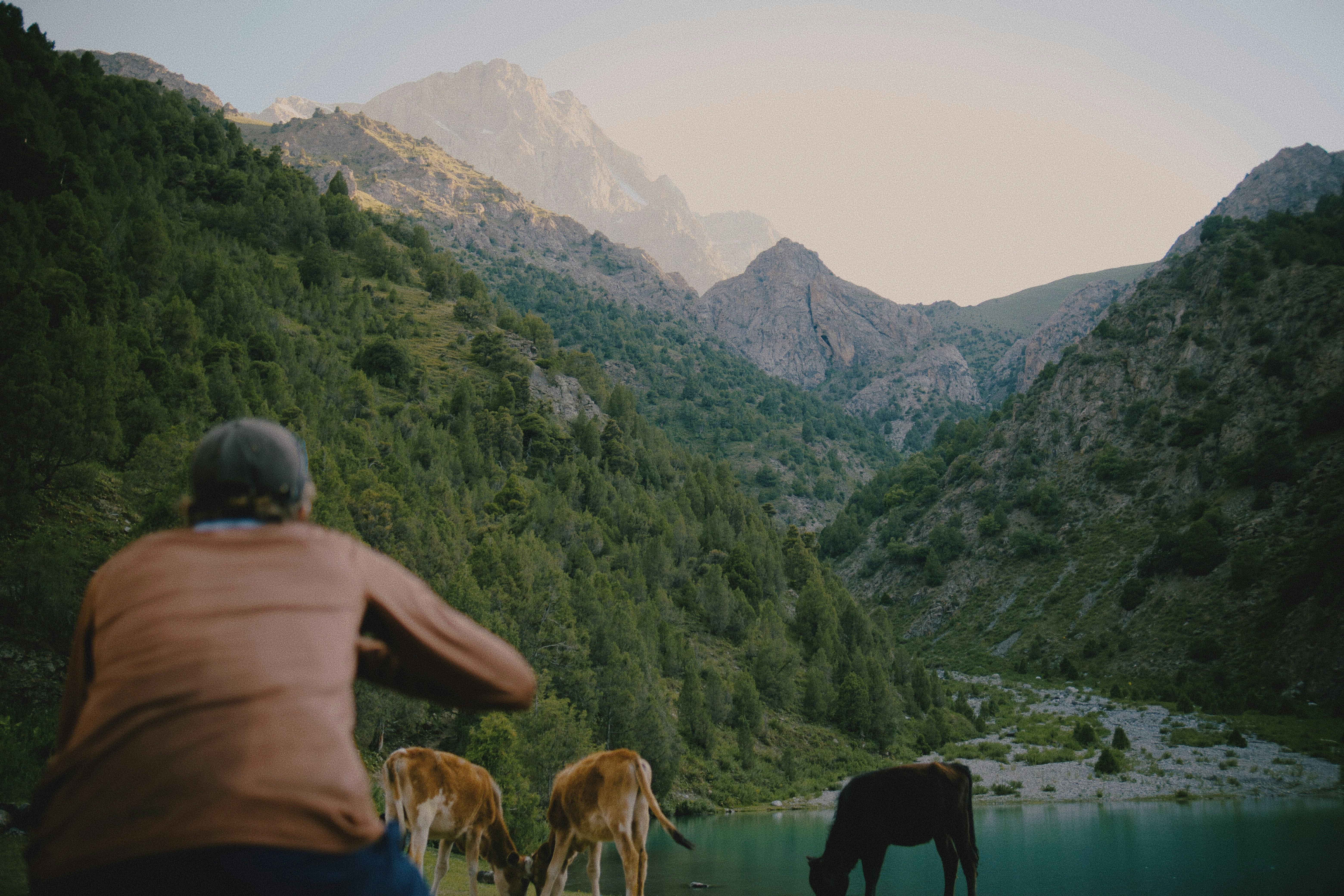 Herders at the Gap: Cows by a Mountain Fjord