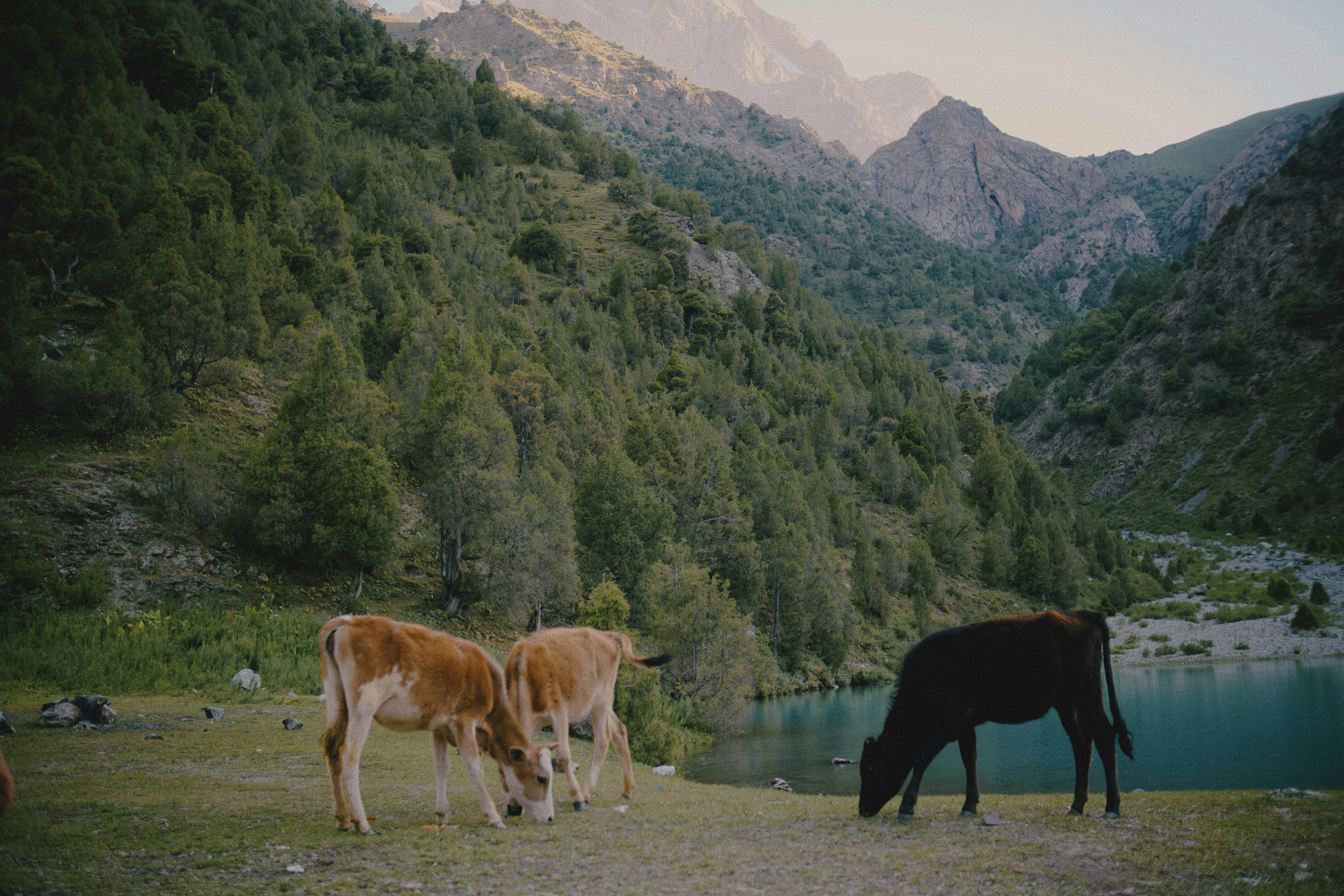Grazing by the Emerald Lake