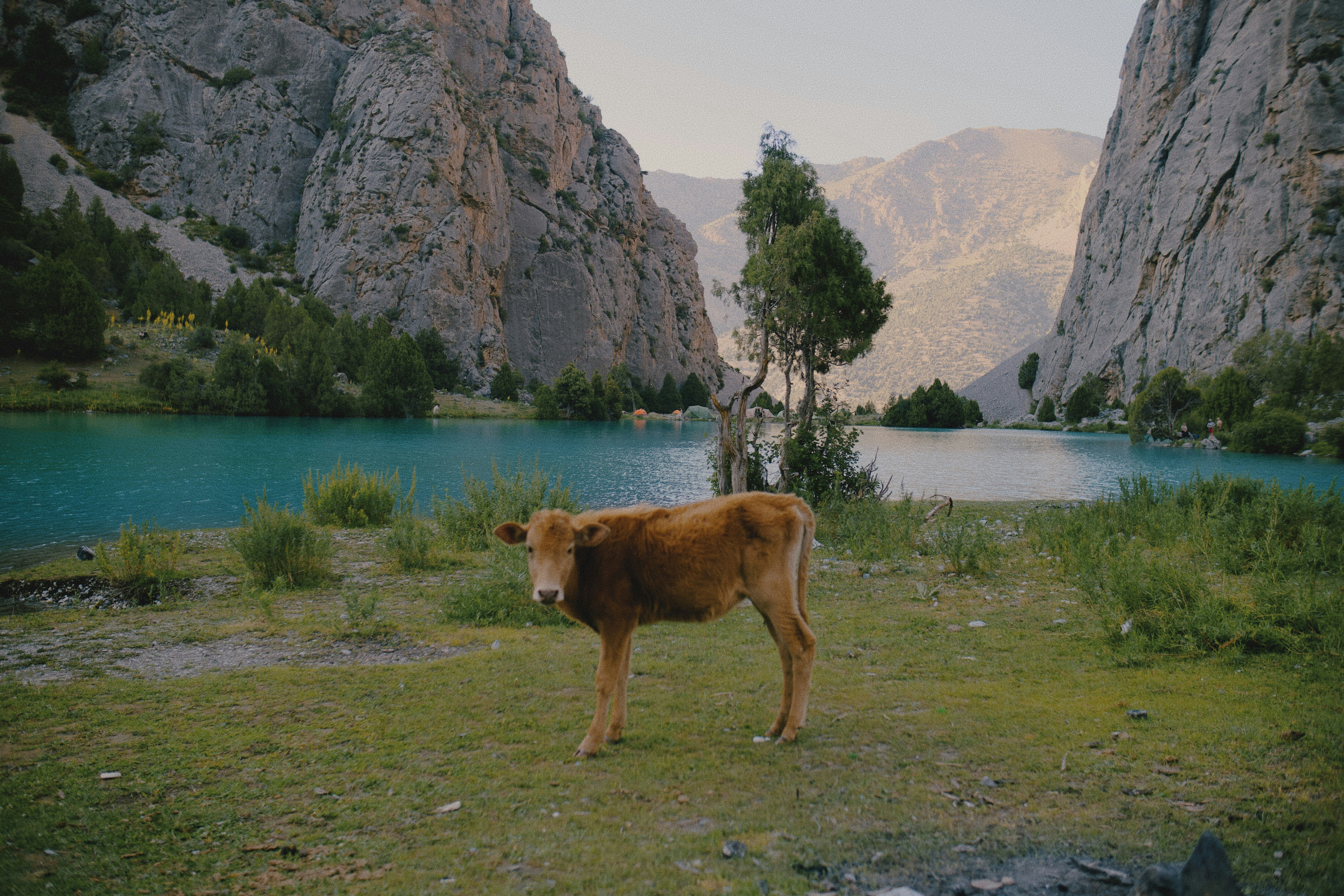 Lone Cowherd by an Alpine Mirror