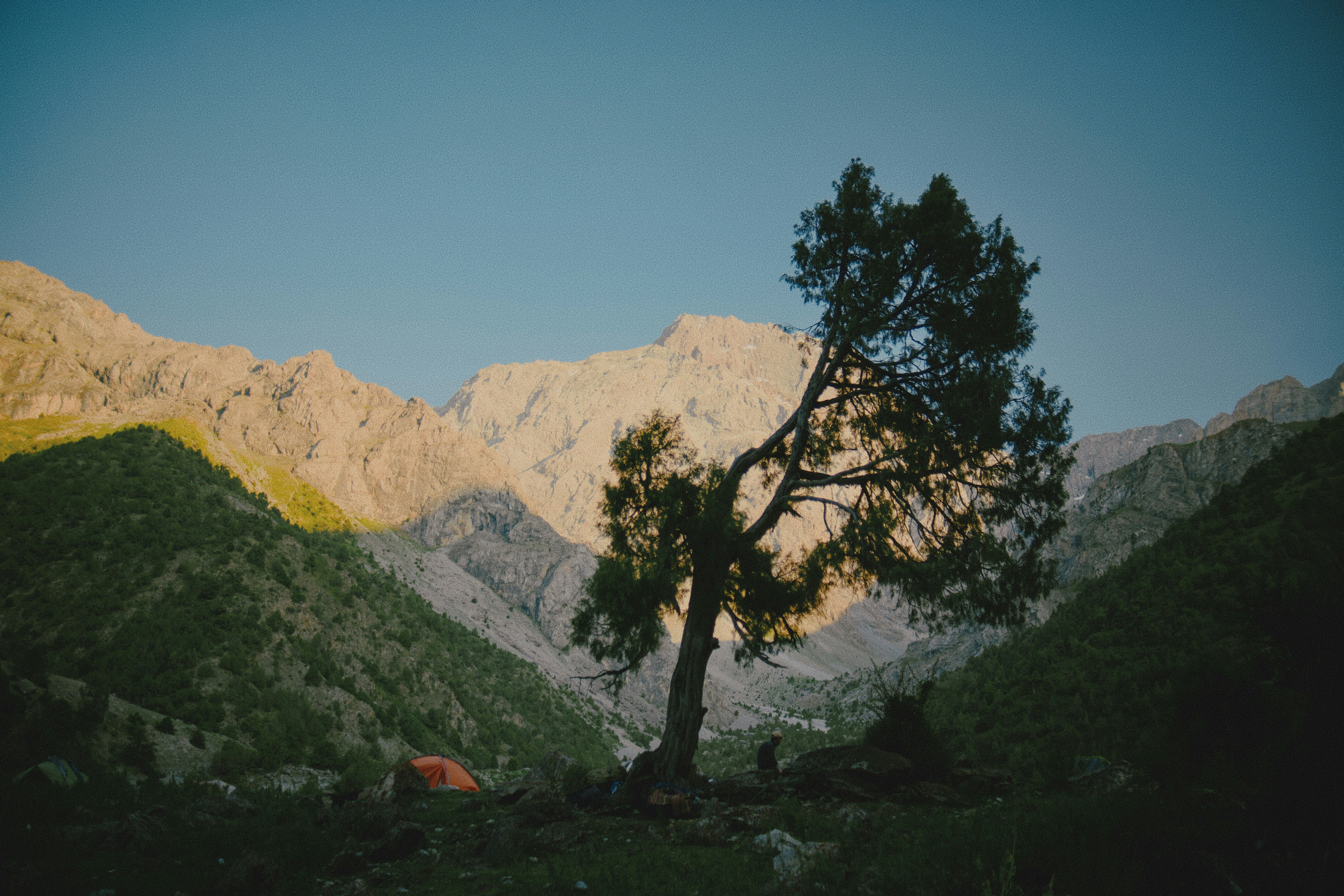 Lone Tree Sees the Mountain Line
