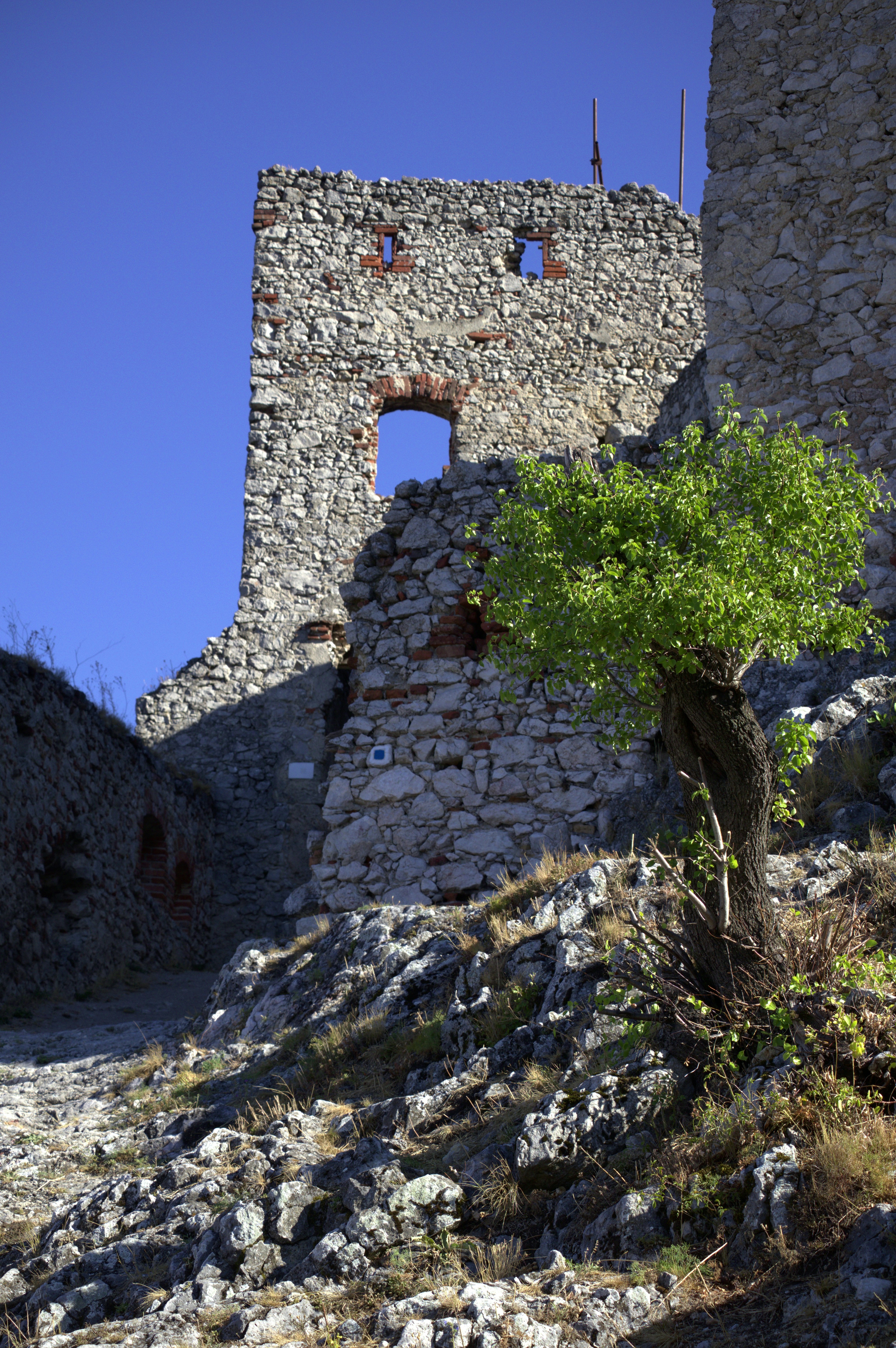 Stone Tower Sentinel by a Gnarled Tree
