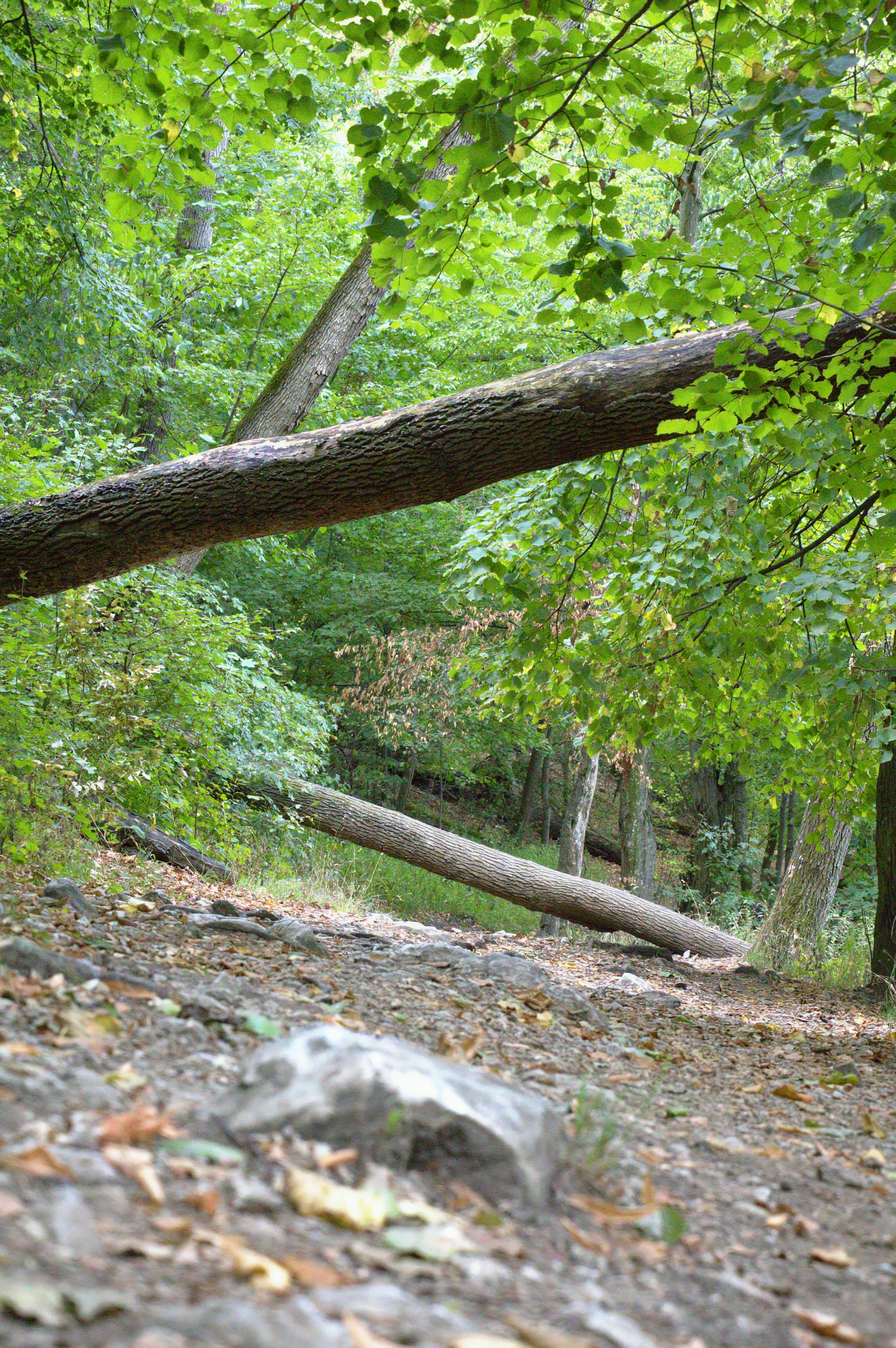 Fallen Cedar Cully in a Quiet Green Glade