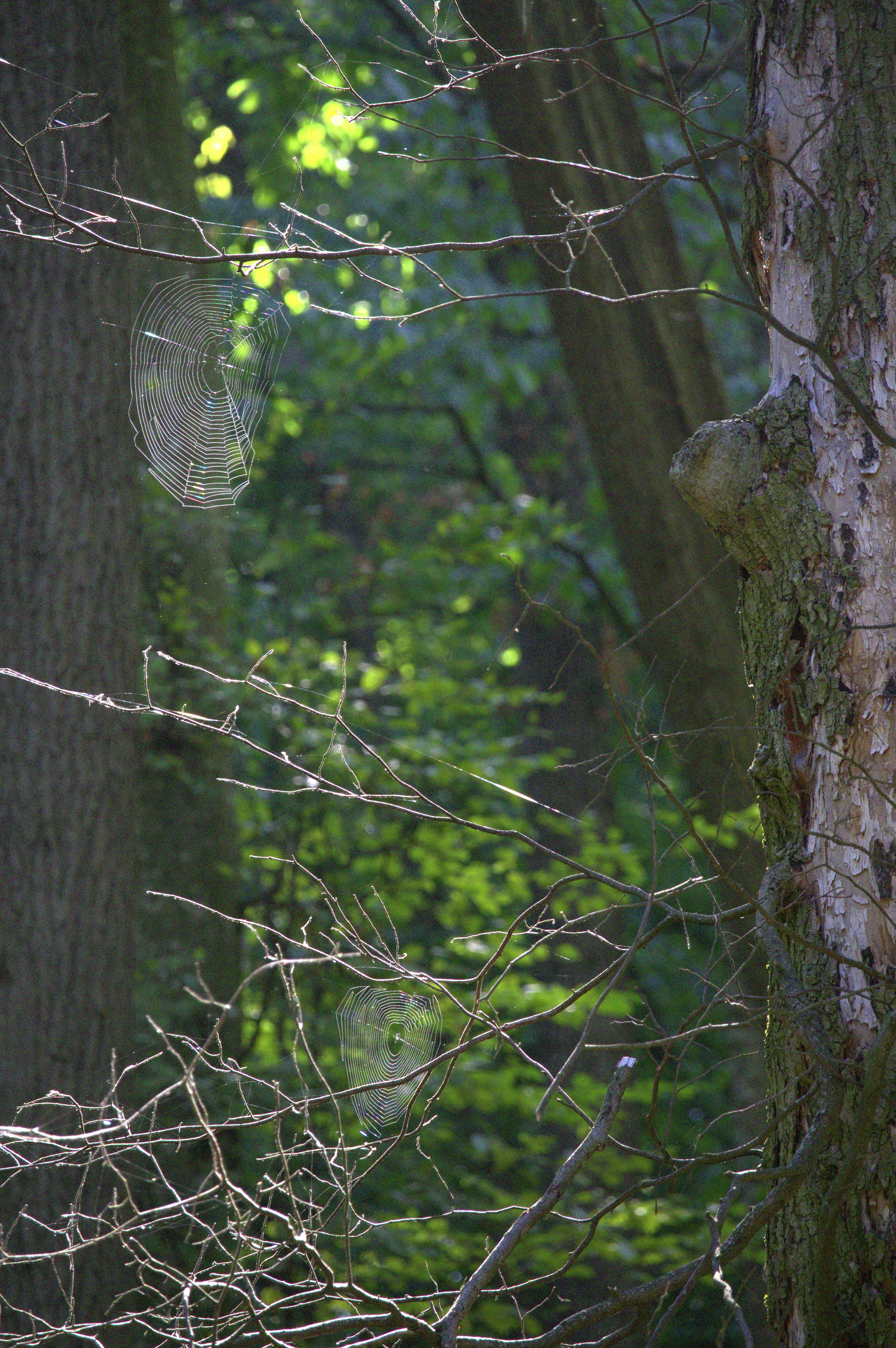 Spider Silk in the Quiet Forest: Two Latticed Gossamer Orbs