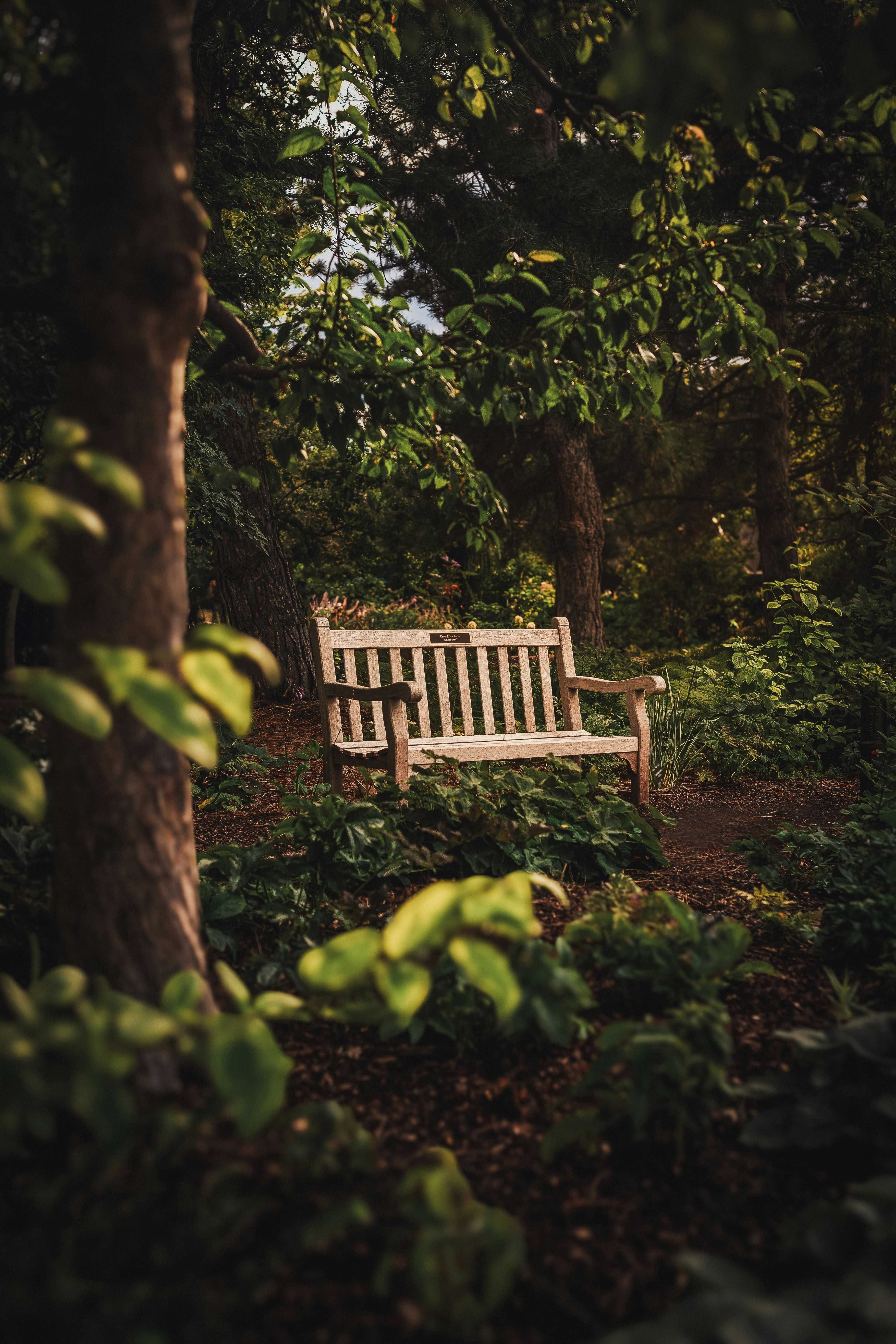A lone wooden bench sits among dense greenery in a shaded garden, sunlight filtering through leaves to cast a warm glow on the seat. The scene emphasizes tranquil nature and solitude.