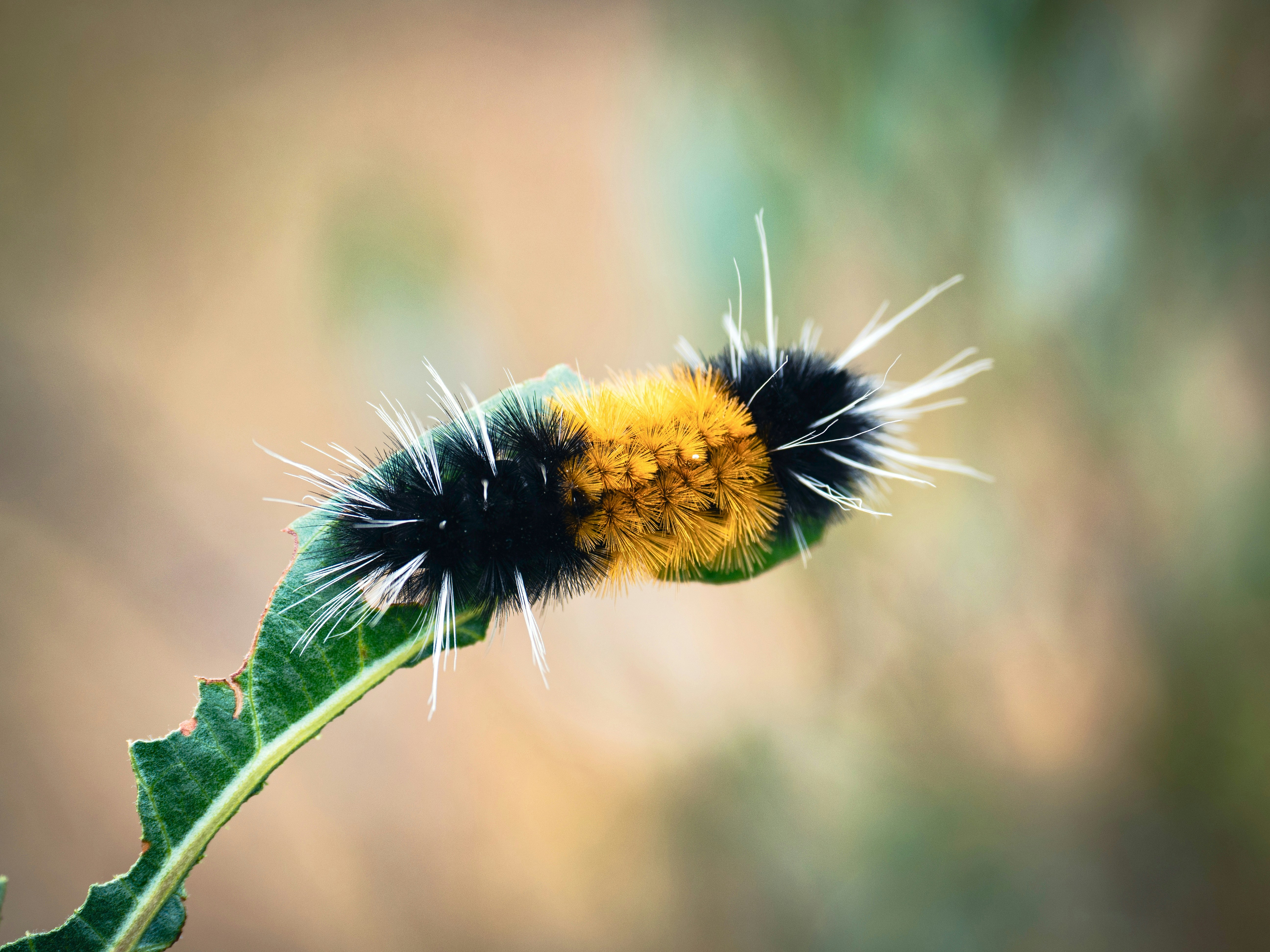 A fuzzy black and yellow caterpillar on a green leaf with jagged edges
