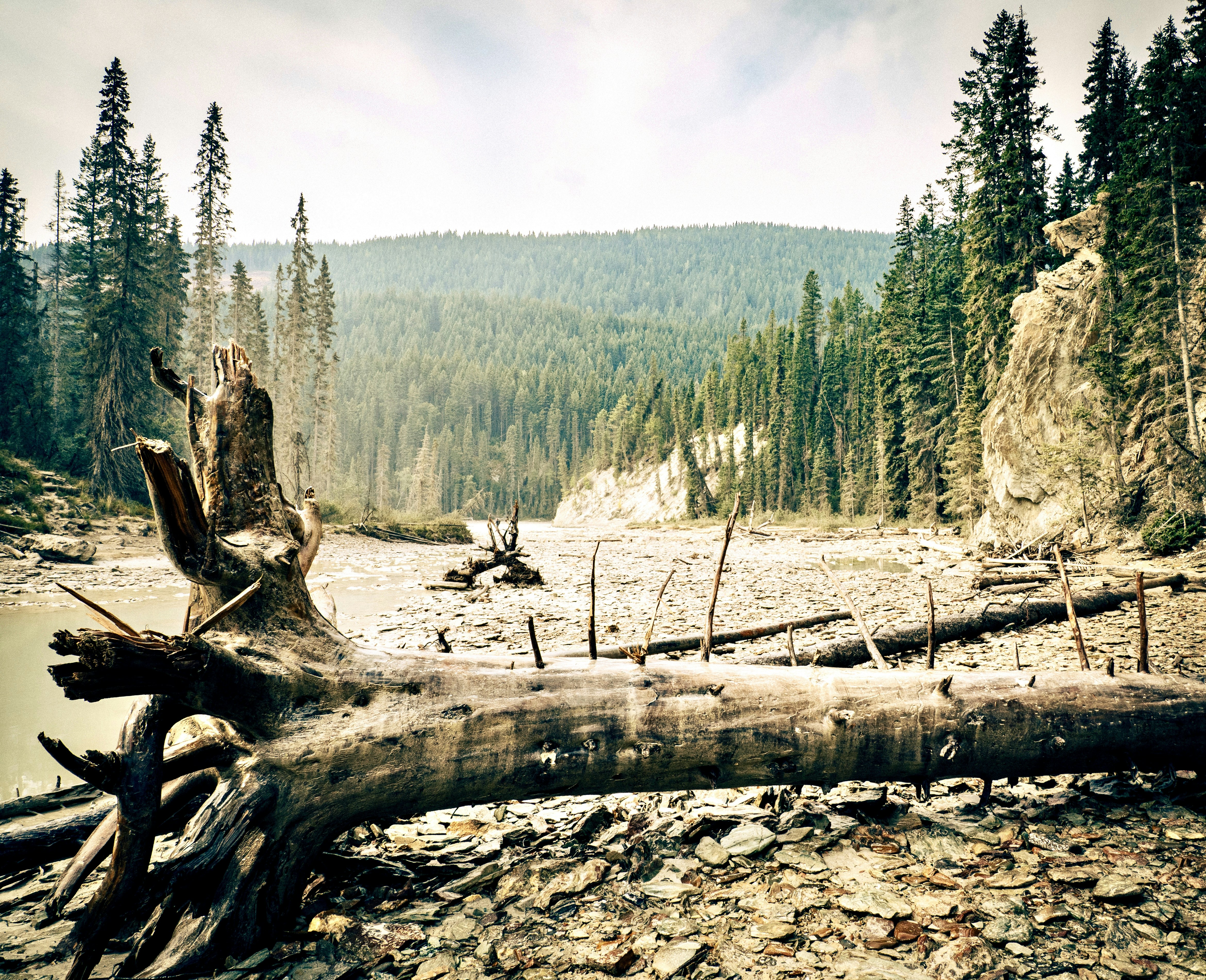A fallen tree trunk on a rocky riverbank near a dense pine forest