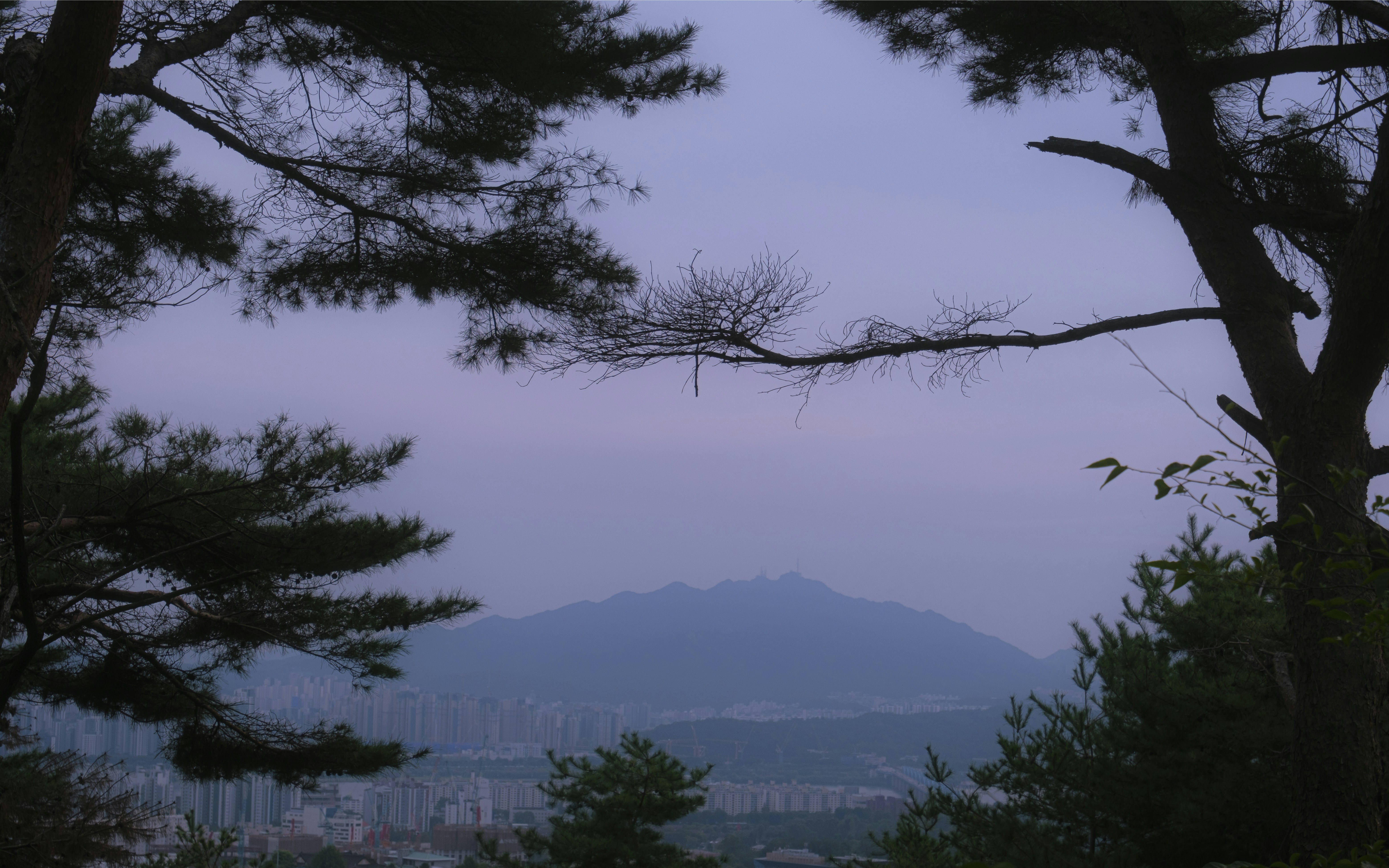 Distant Ridge Framed by Pines at Twilight