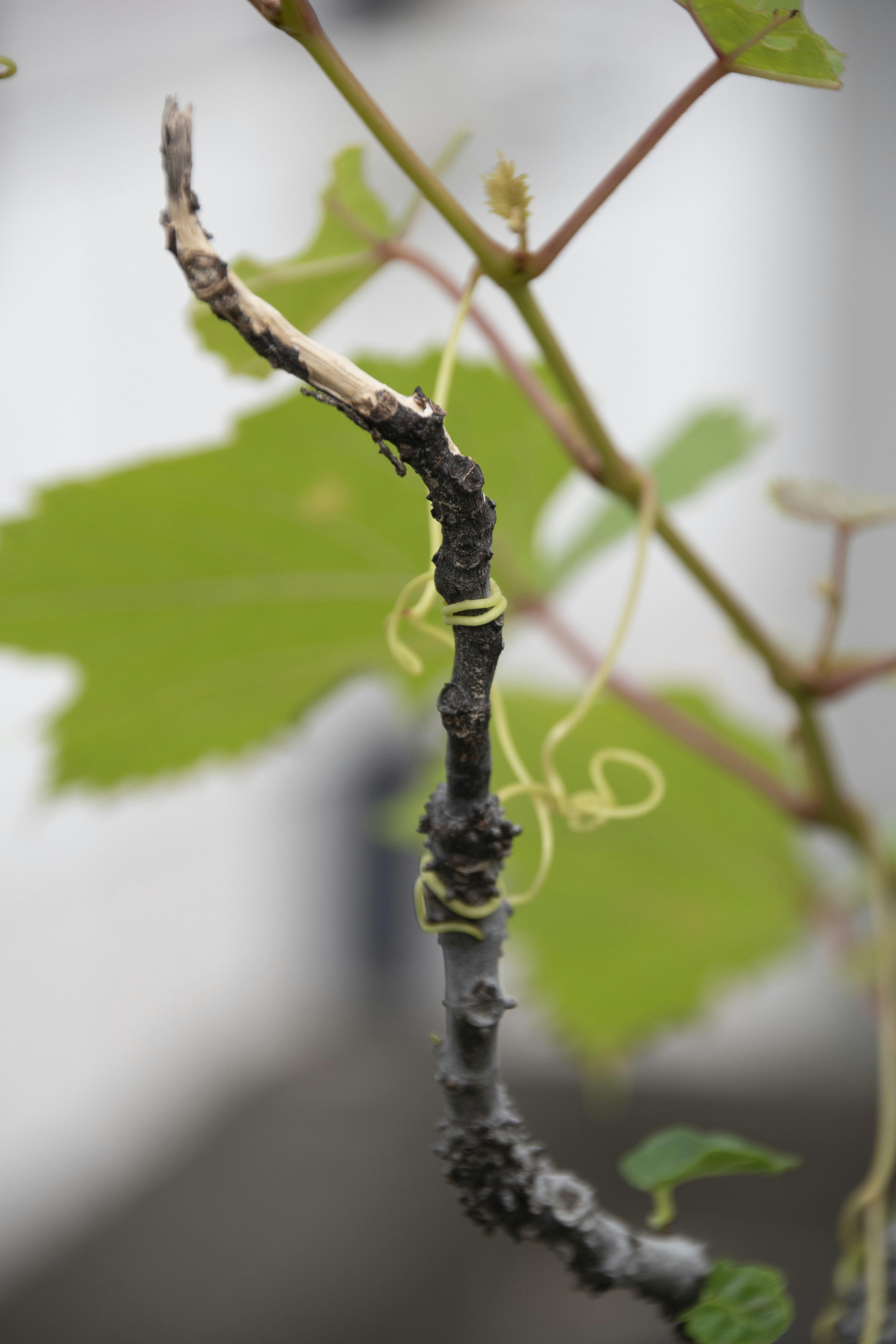 Tangled tendrils on a weathered vine: focus on resilience