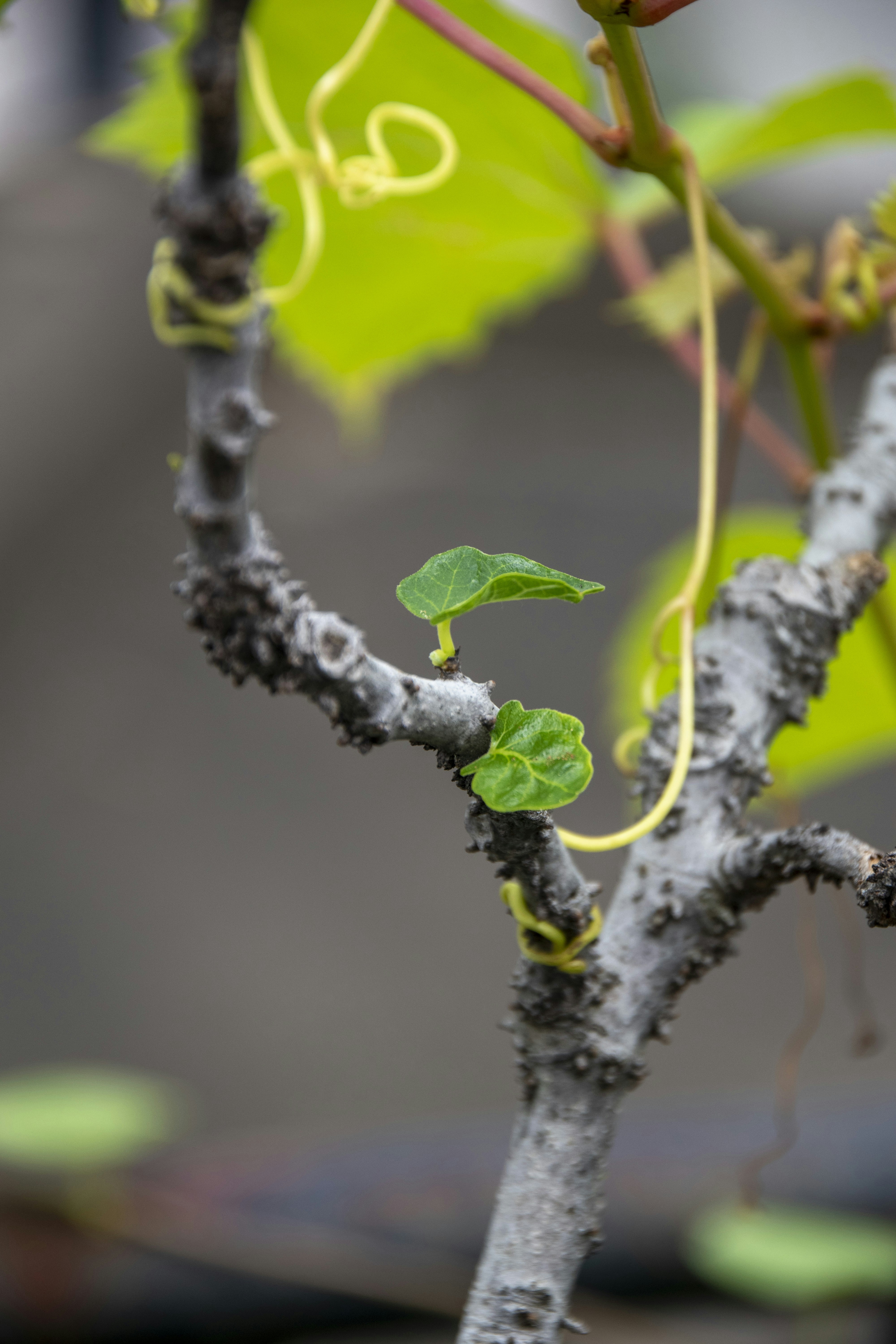 New Green Growth on a Gnarled Branch