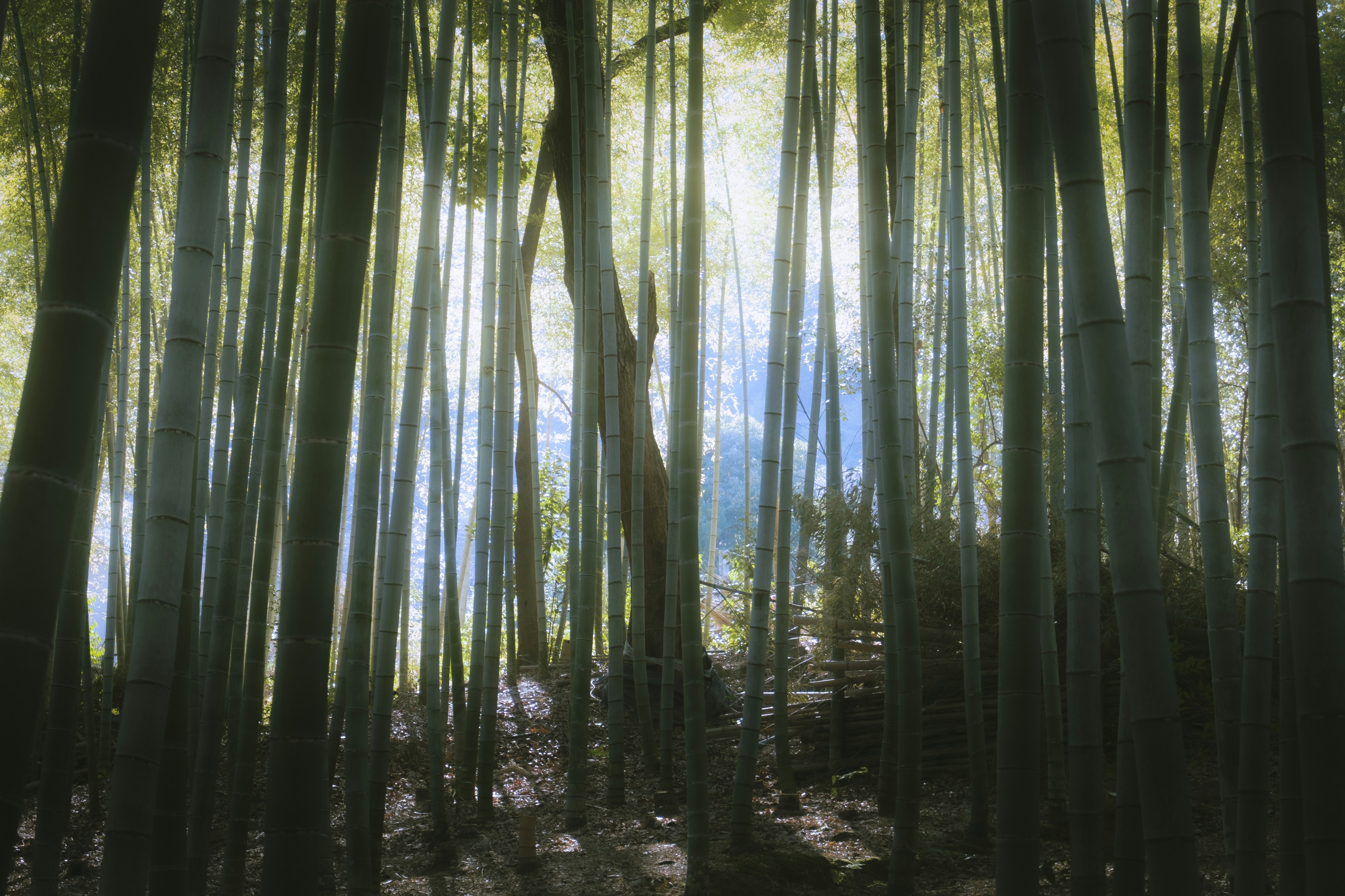 Sunlit canopy through a whispering bamboo corridor