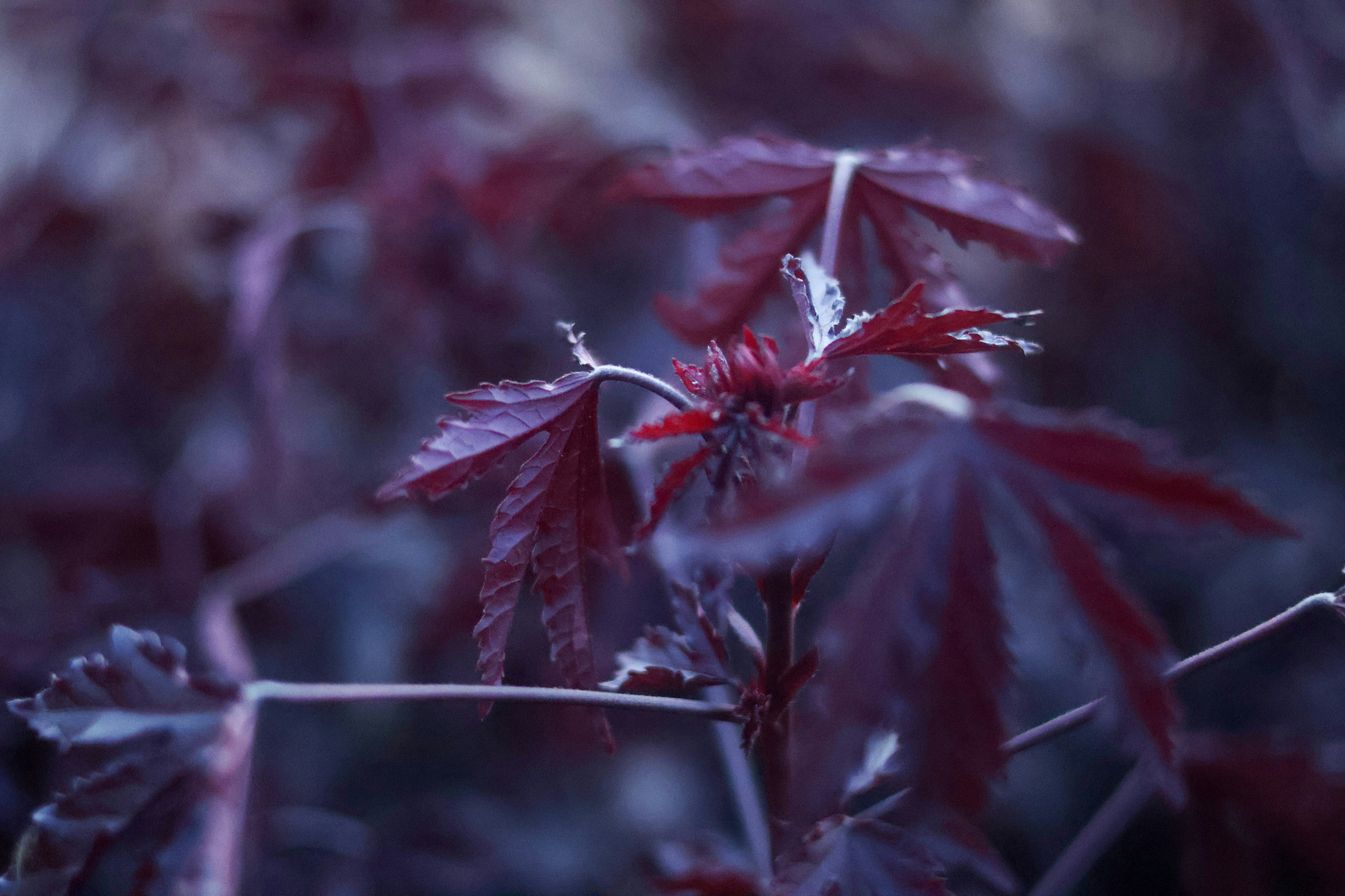Dark Crimson Leaves in Soft Foreground Glow