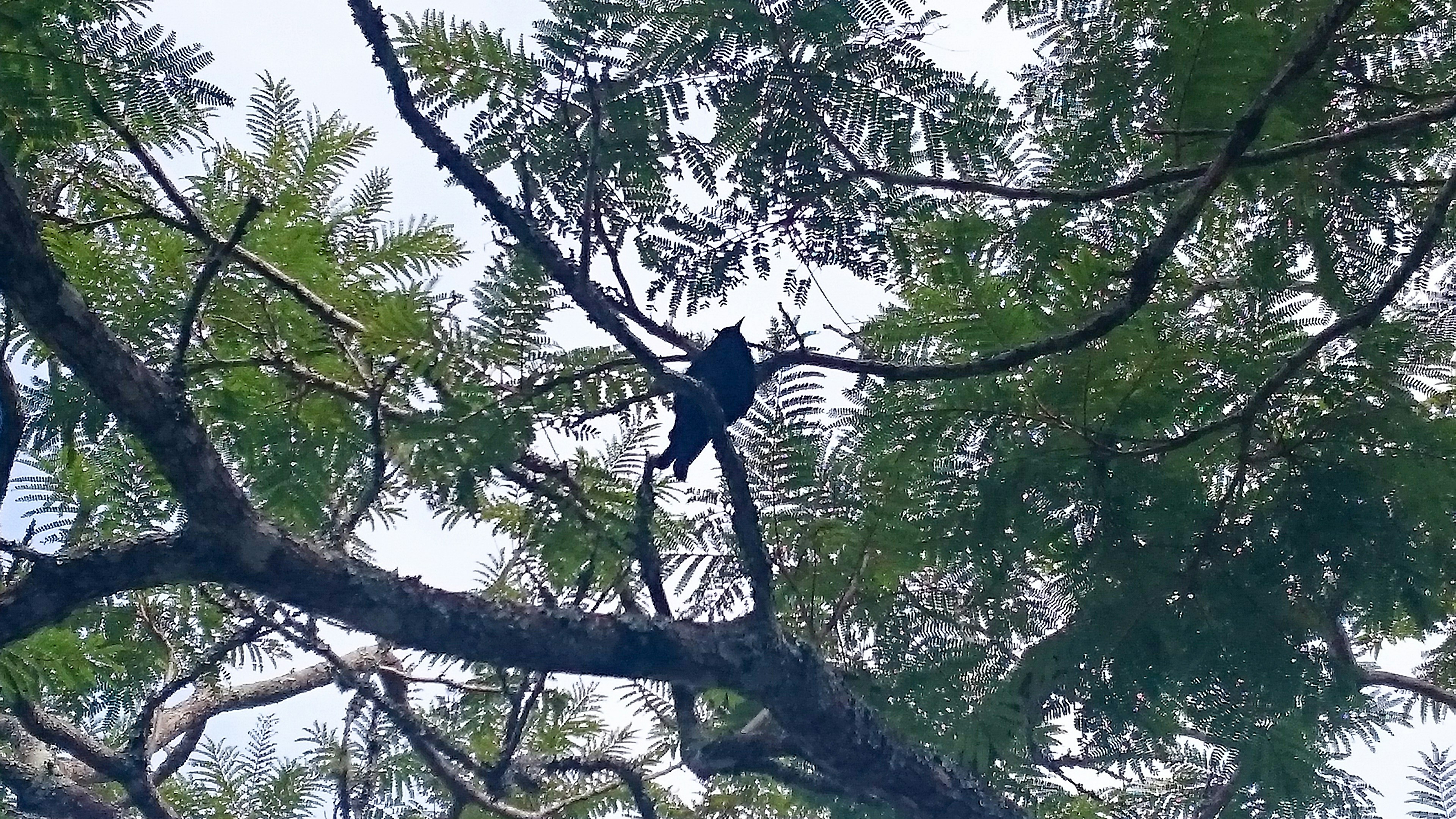 Sparrow-sized bird perched mid-flight within a leafy tree canopy, seen against diffuse daylight; a nature-focused scene highlighting branches and foliage texture.