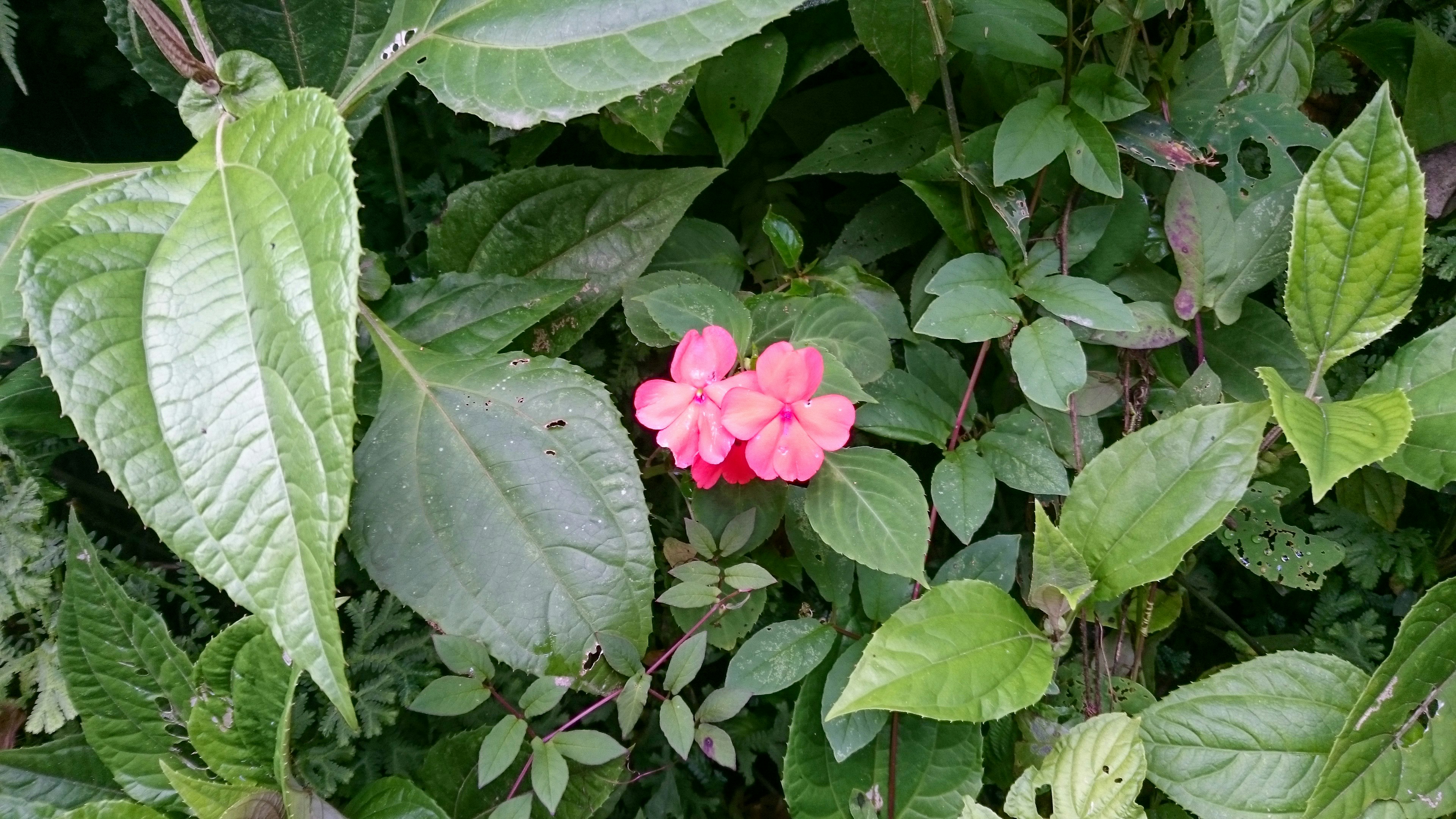 Rosy Orchid in a Quiet Green Patch
