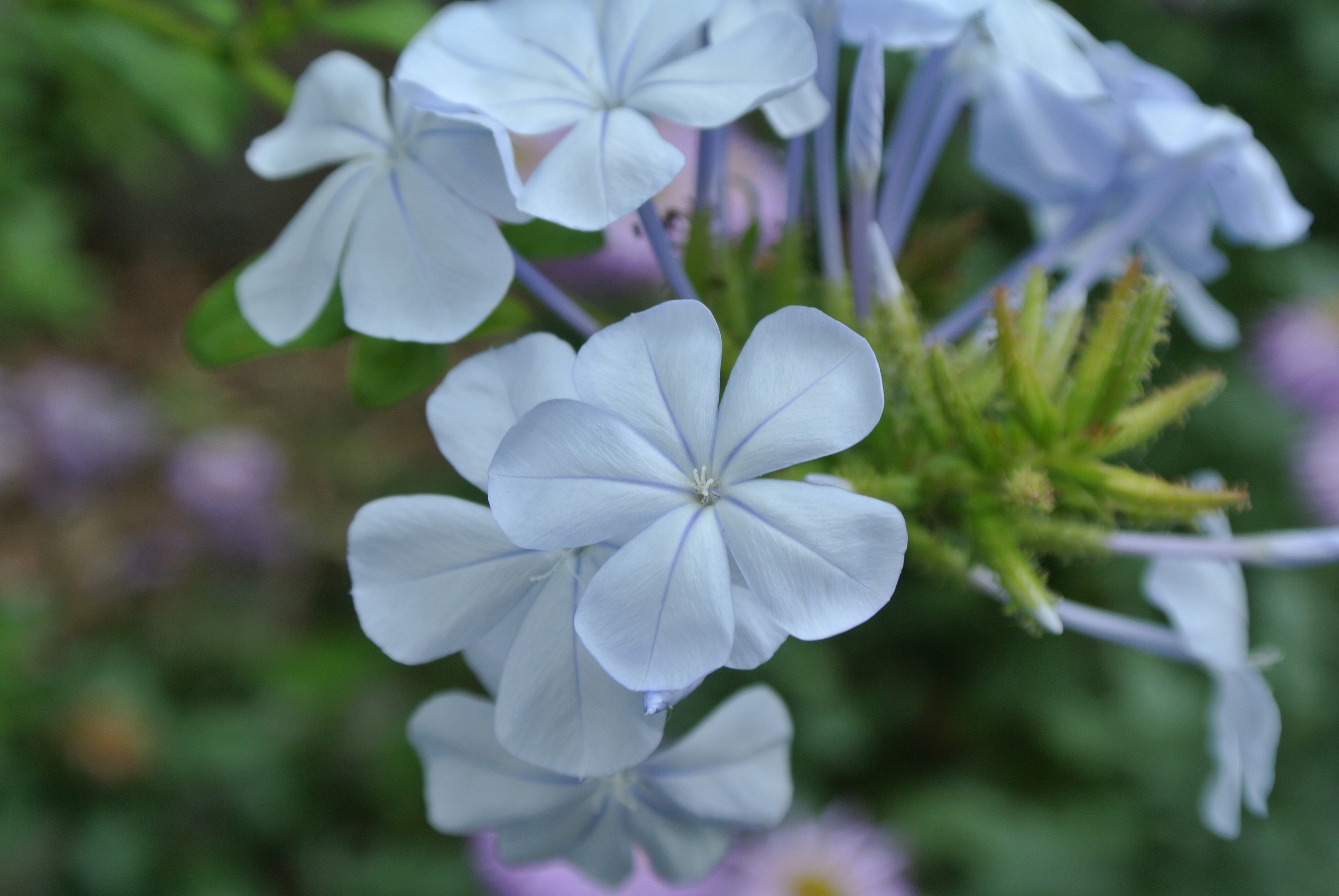 Soft-white blossoms in a close-up garden cluster