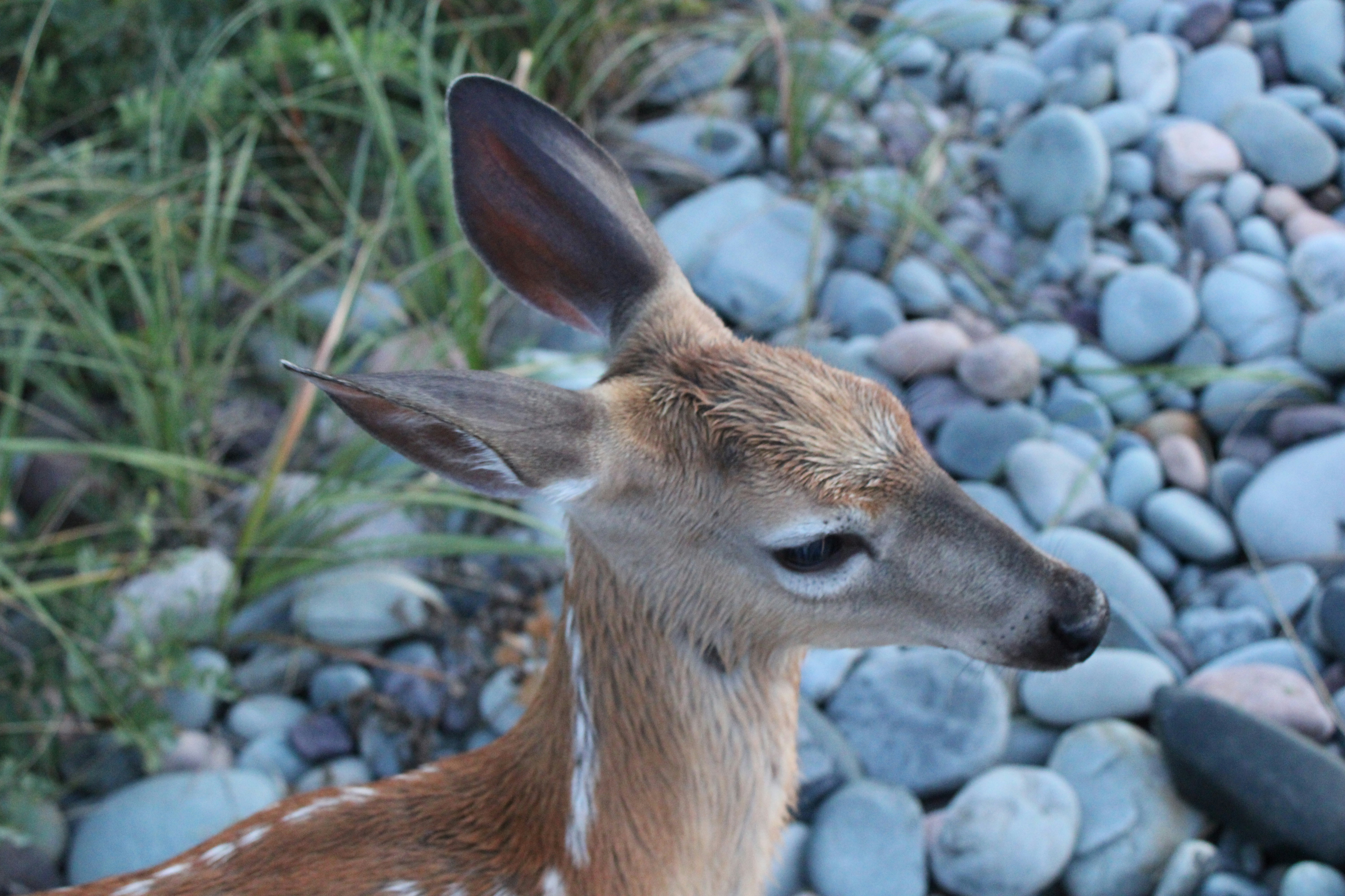 A close-up of a young deer with its head turned to the right, standing on a bed of rounded river stones and grass. The calm, natural setting highlights the animal's profile and soft fur texture.