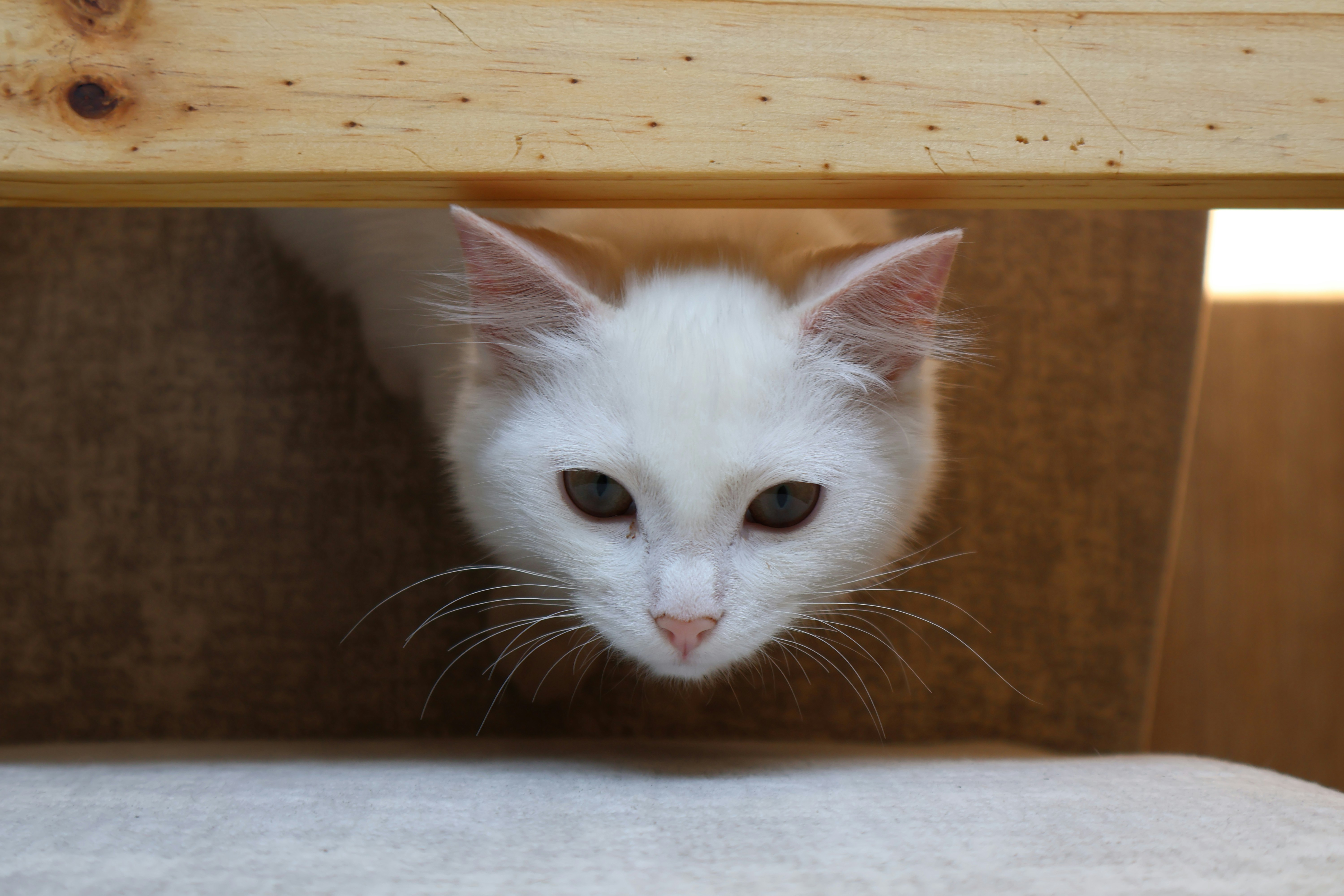 Under the Tablewatch: White Cat’s Quiet Gaze from the Gap