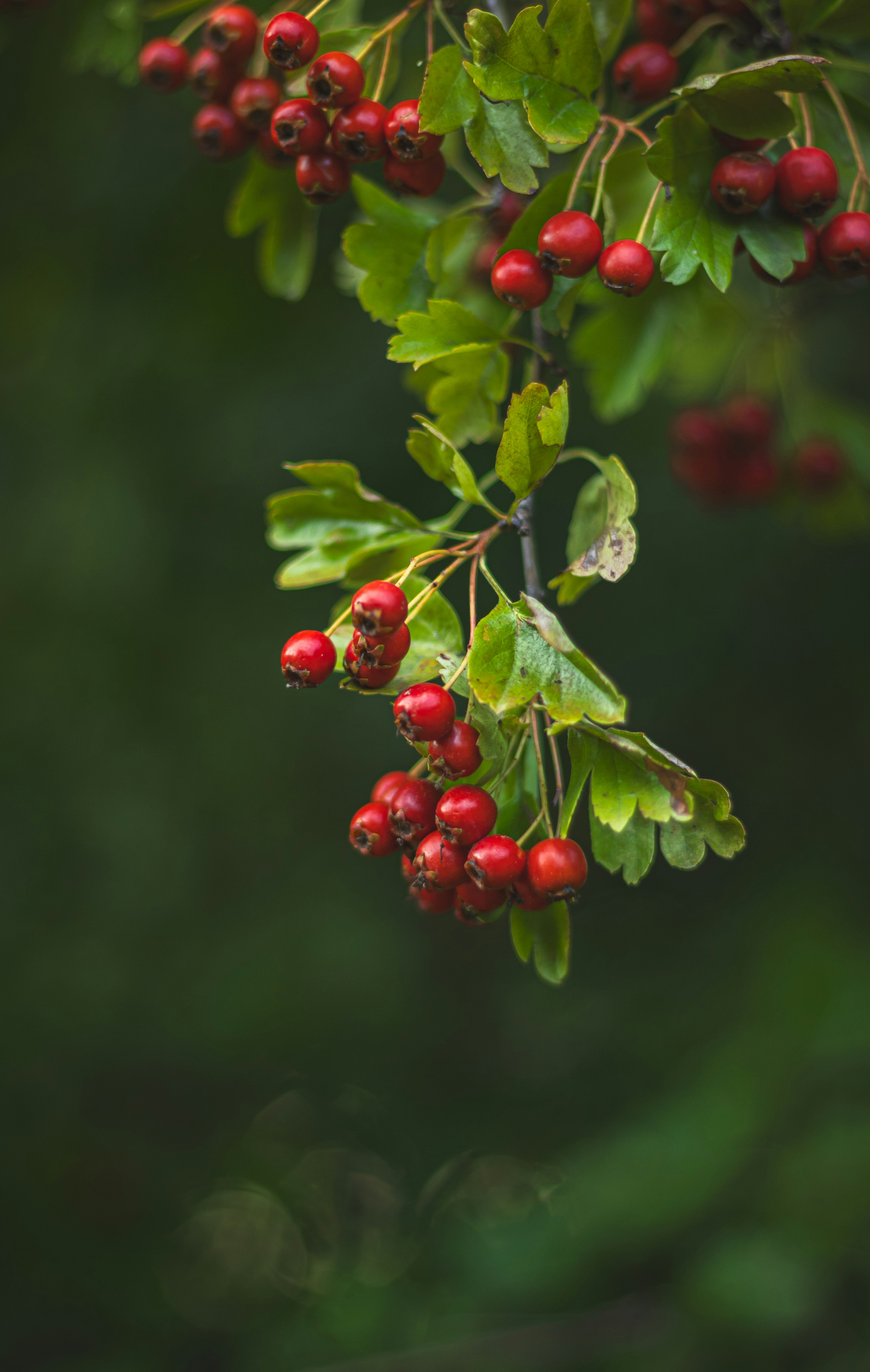 Crimson Berries in Focus: A Delicate Cluster Against Green Blur